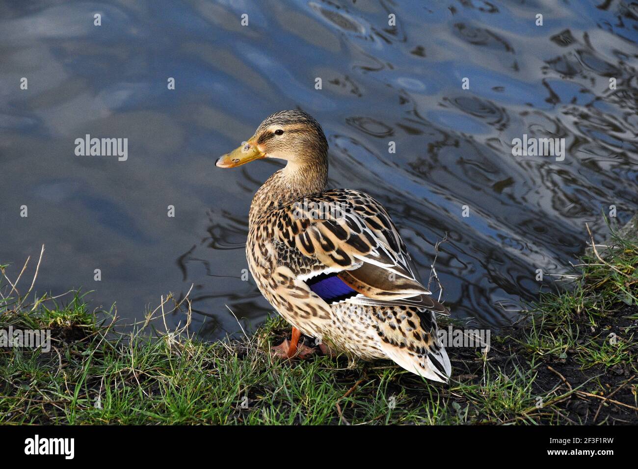 Female Mallard duck, on land, foraging for food in Spring Stock Photo ...