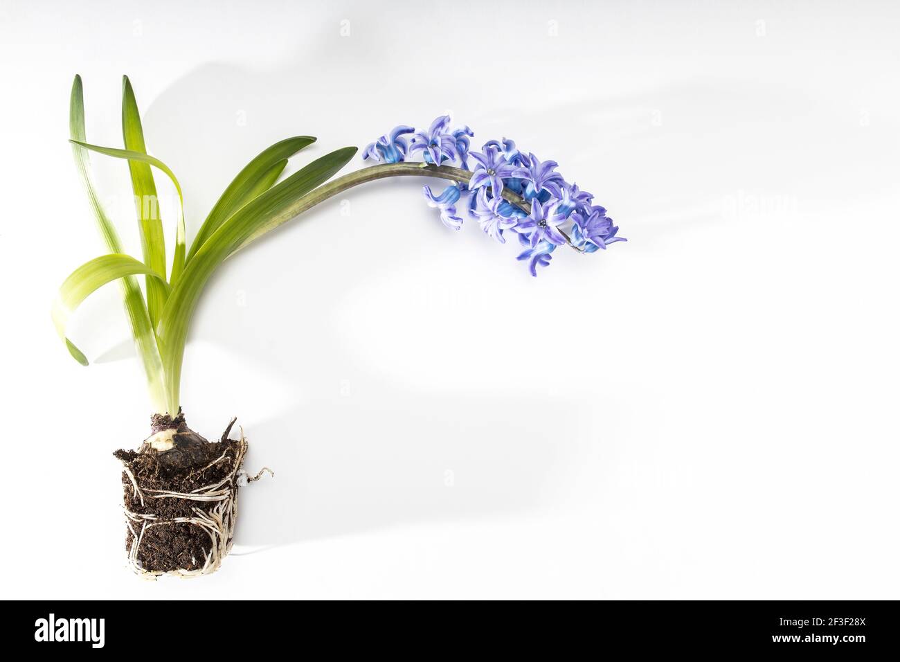 hyacinth plant with blue flowers, bulbs and roots on a white background ...