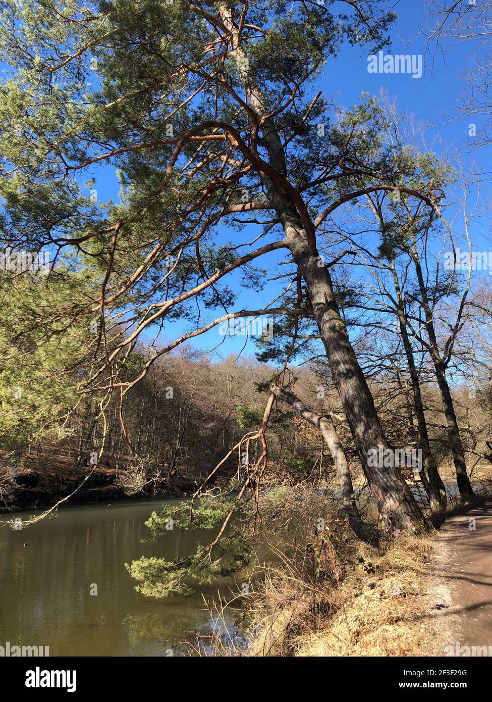 Diagonally tree hi-res stock photography and images - Alamy