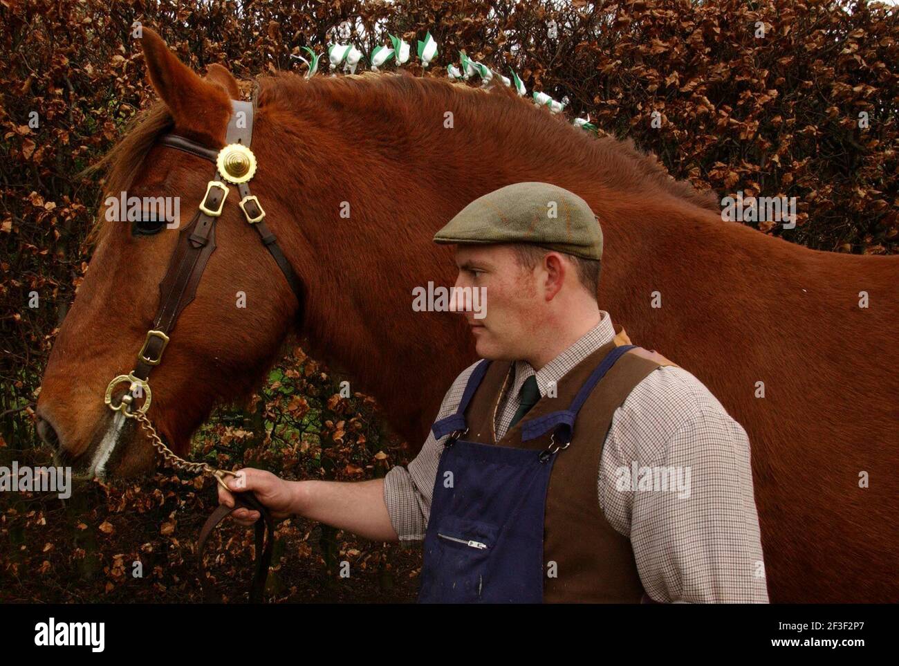 MATT BUNDOCK,HEAD HORSEMAN AT BANHAM ZOO IN NORFOLK LEADS GEORGE A ...