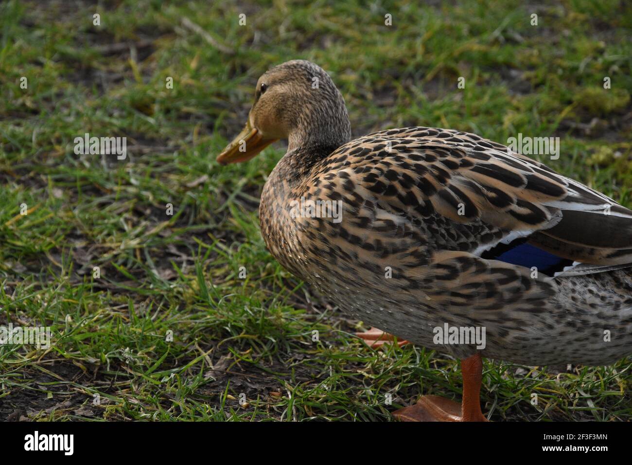 Female Mallard duck, on land, foraging for food in Spring Stock Photo ...