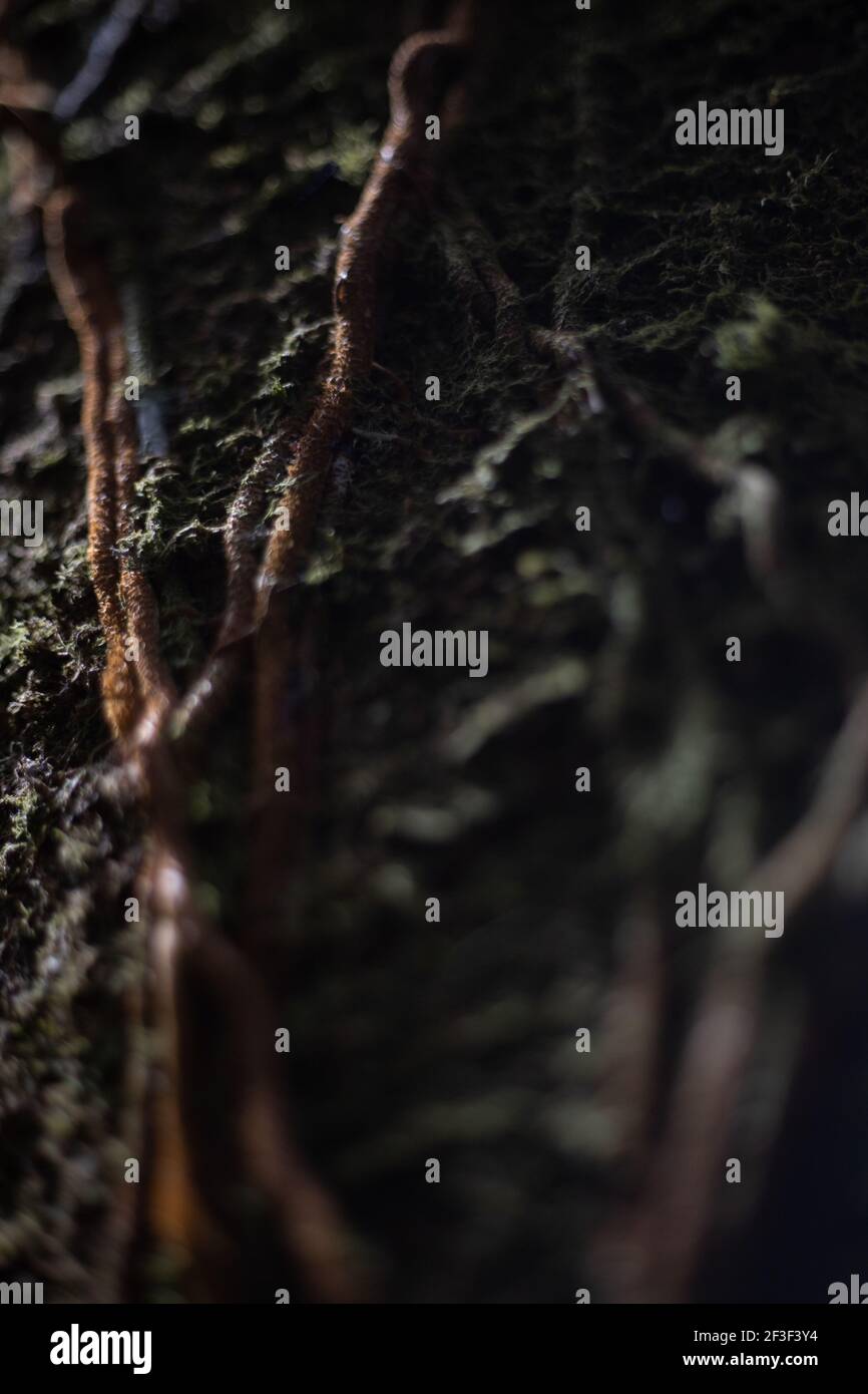 Manduvi tree hi-res stock photography and images - Alamy