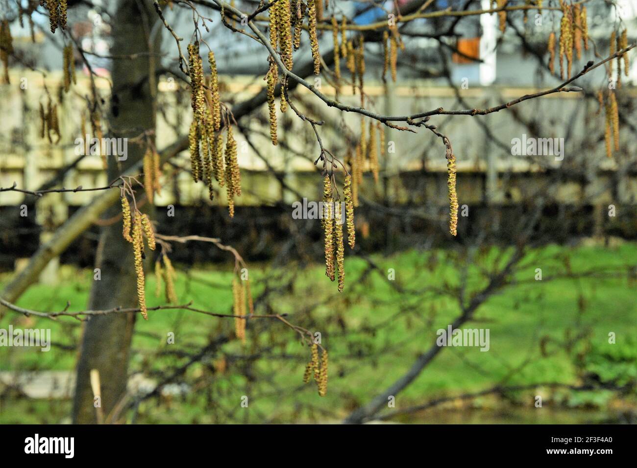 Catkins on Birch Tree in Spring. Sunny mid-afternoon by water Stock ...