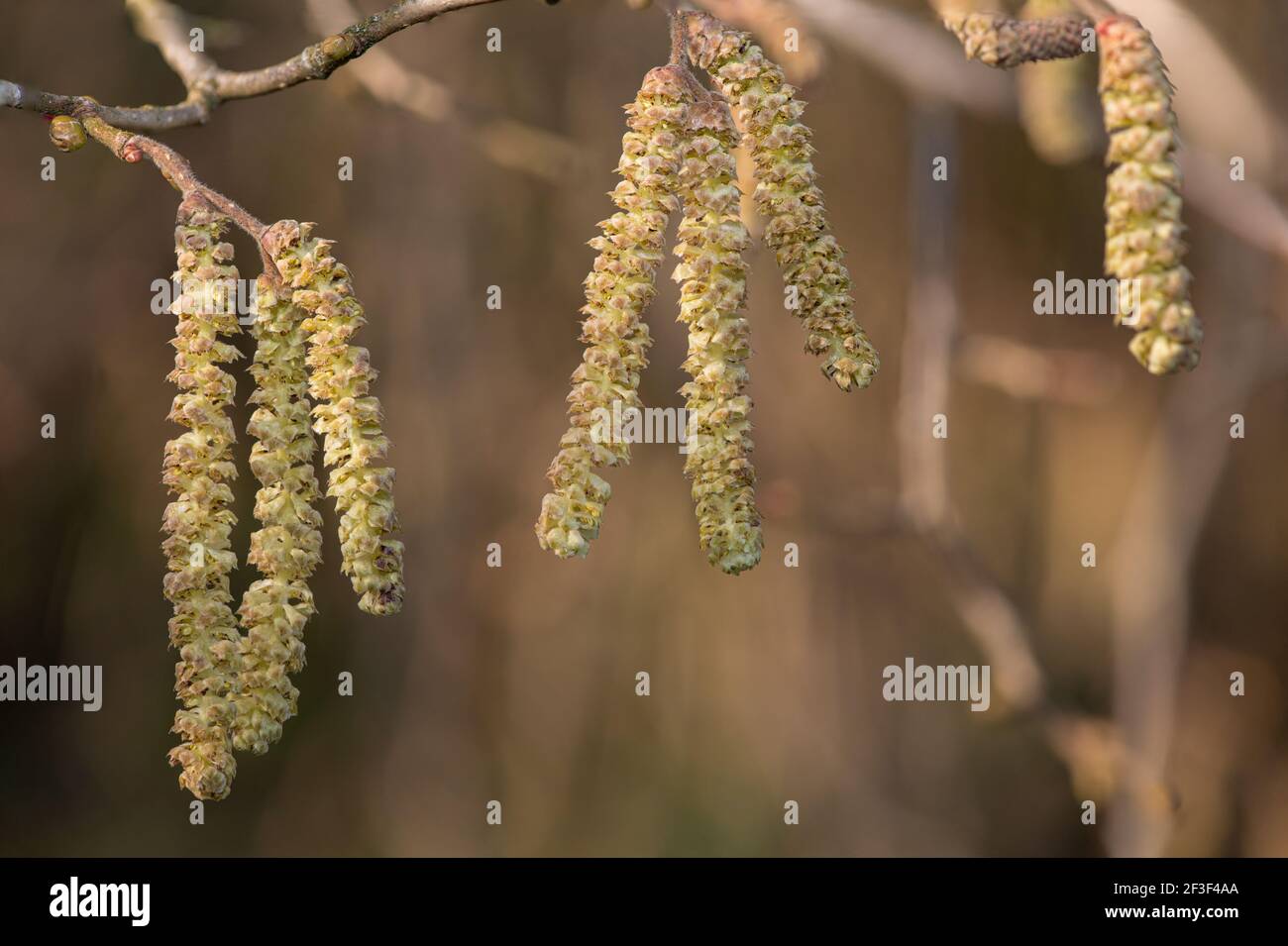 Close up of mature male catkins on Hazel (corylus avellana) tree Stock ...