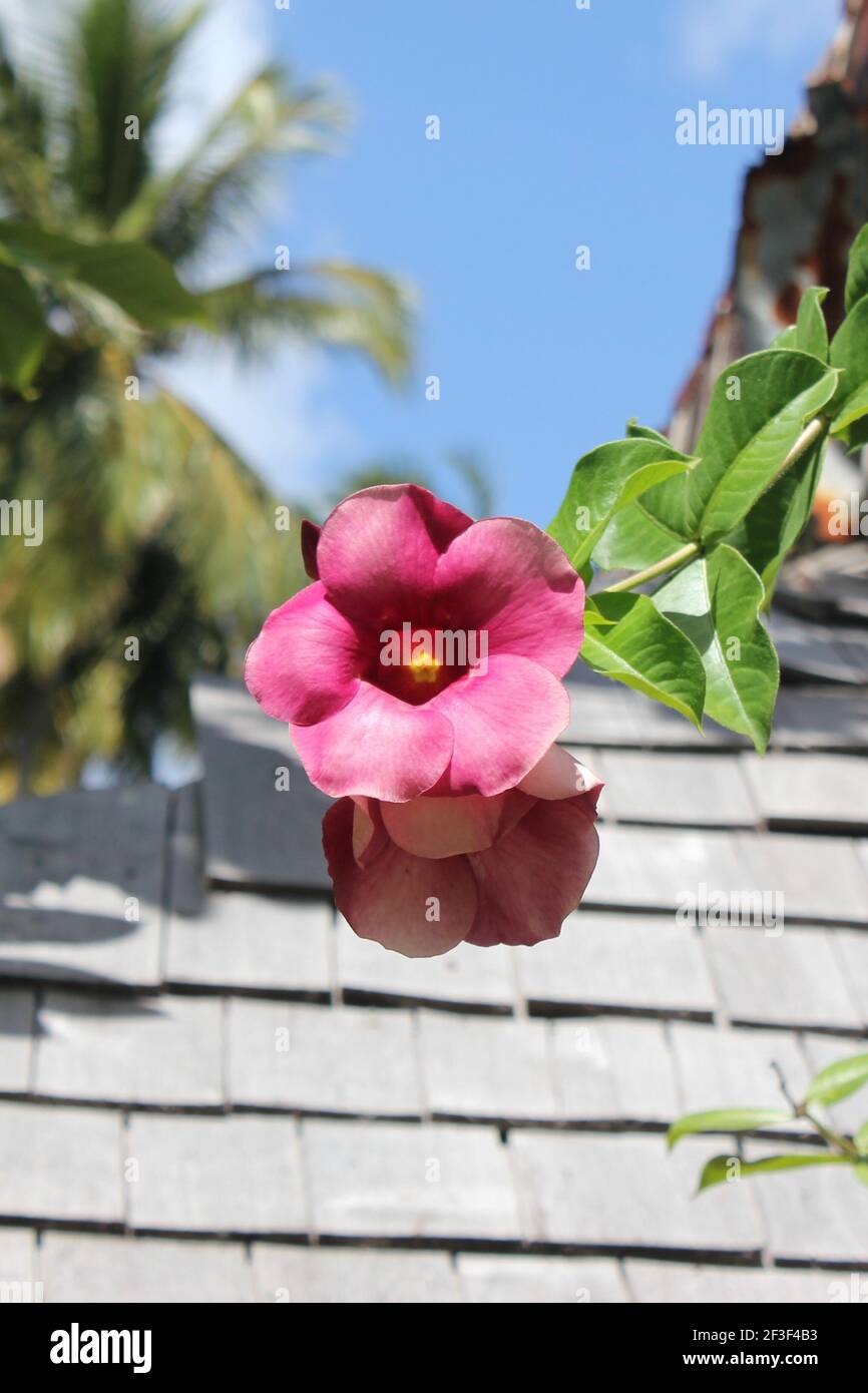 Allamanda flower hi-res stock photography and images - Alamy