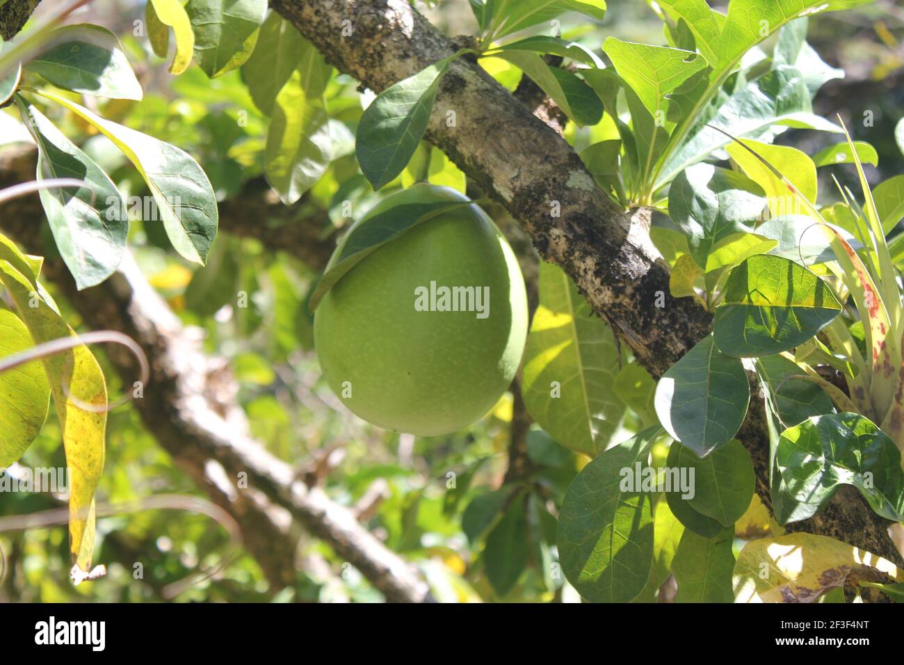 Calabash trees hi-res stock photography and images - Alamy