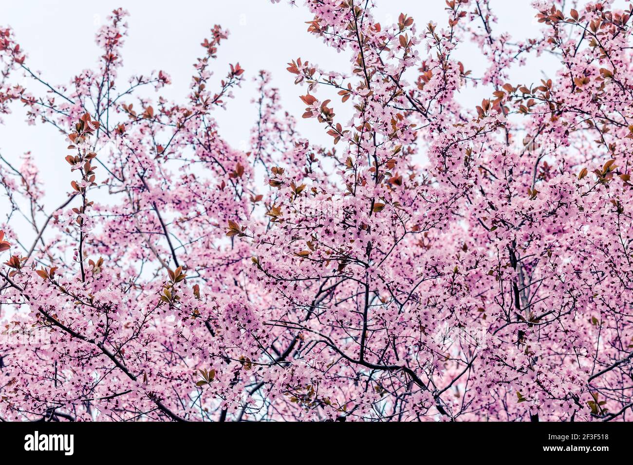 pink almond blossom in springtime Stock Photo - Alamy