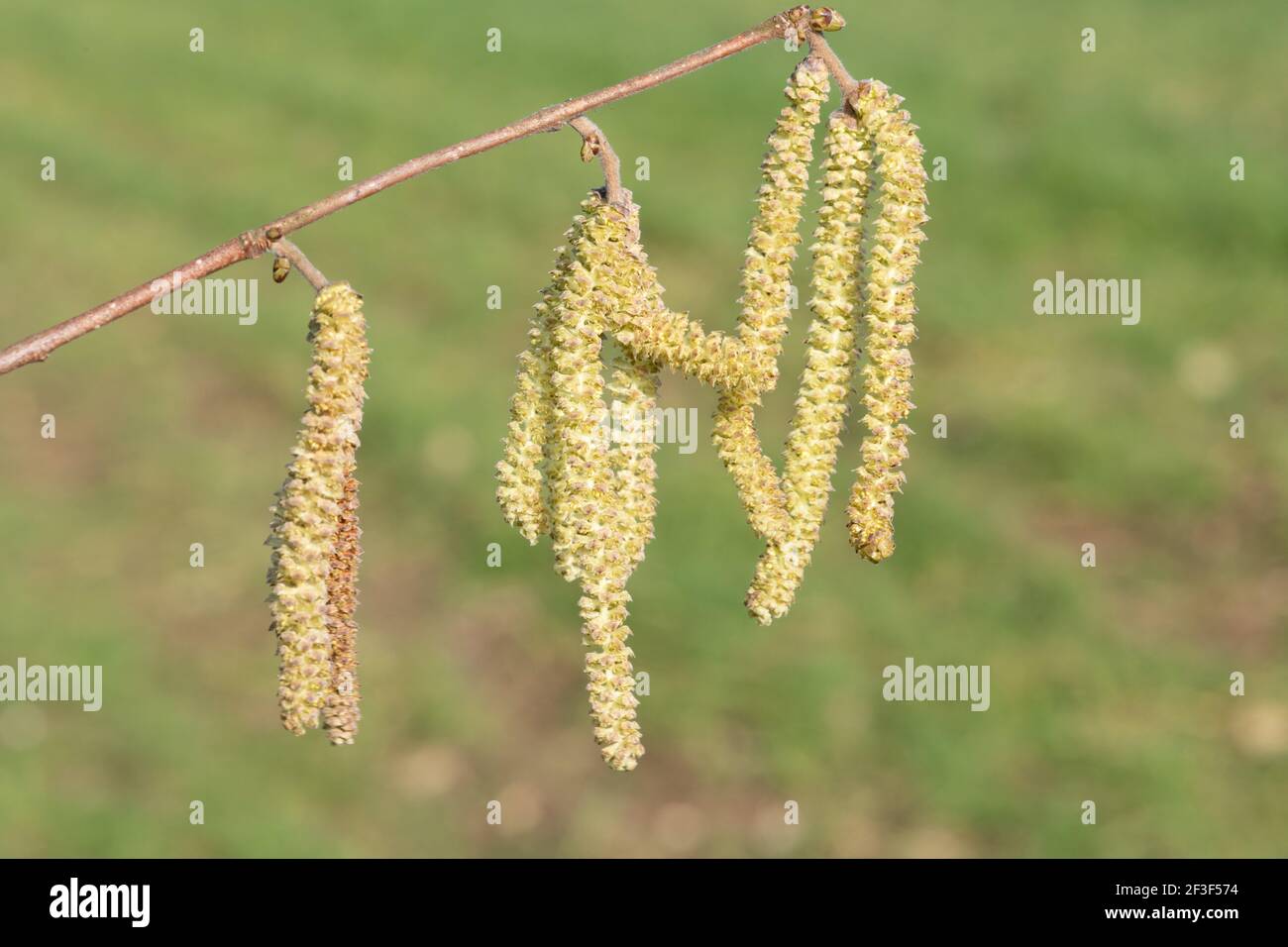 Close up of mature male catkins on Hazel (corylus avellana) tree Stock ...