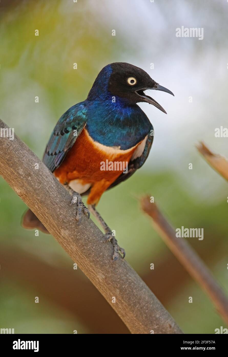 Adult superb starling hi-res stock photography and images - Alamy