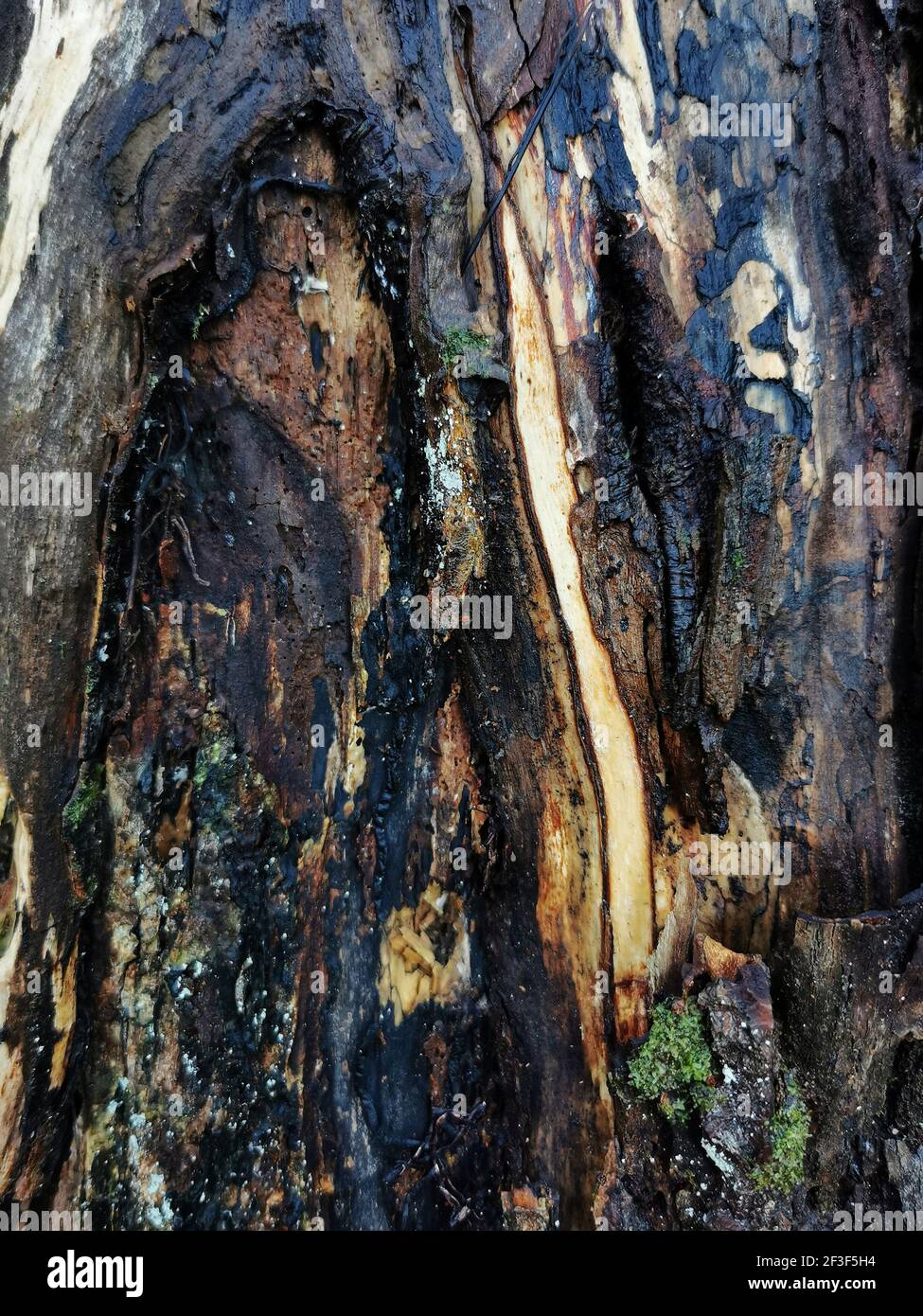 Tree bark burnt hi-res stock photography and images - Alamy