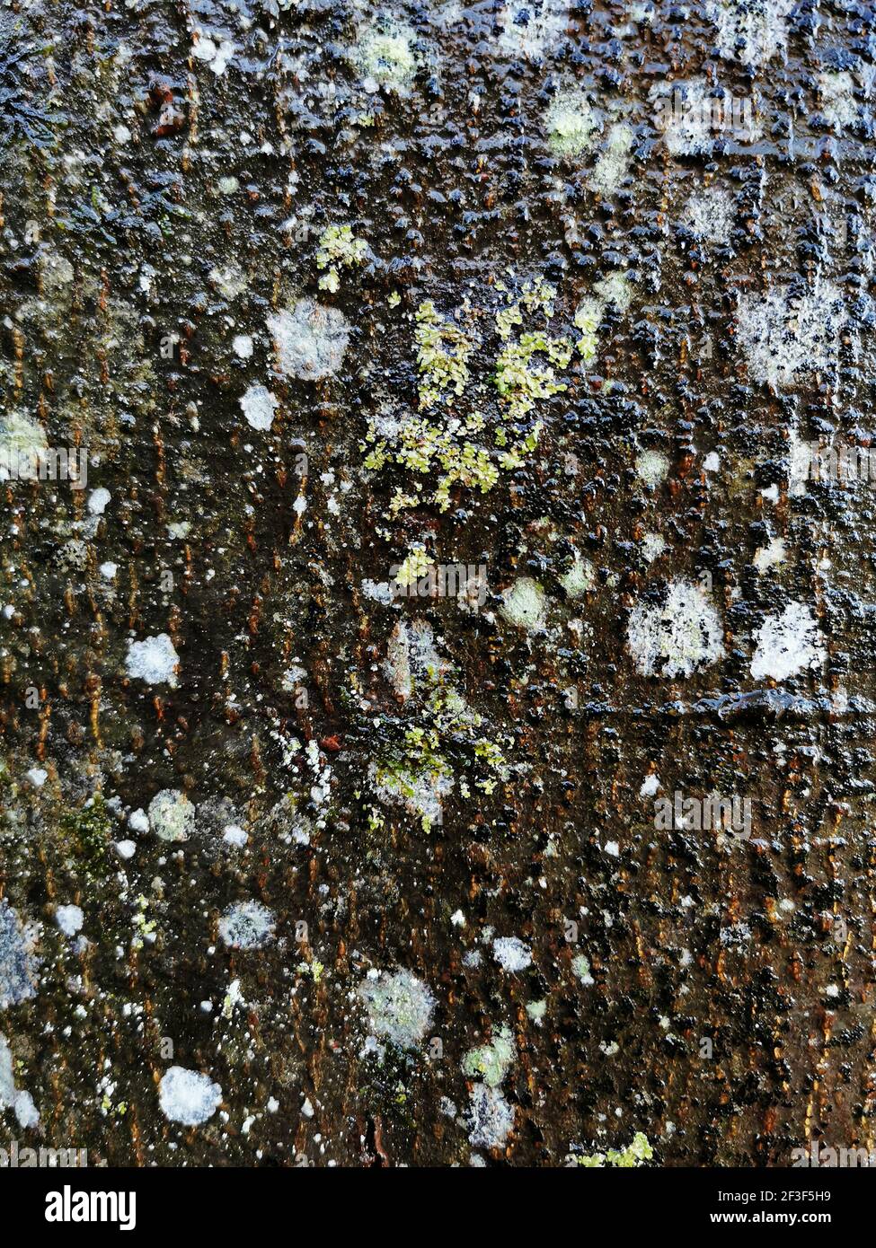 A closeup of rim lichens on the rock surface, seamless texture for ...