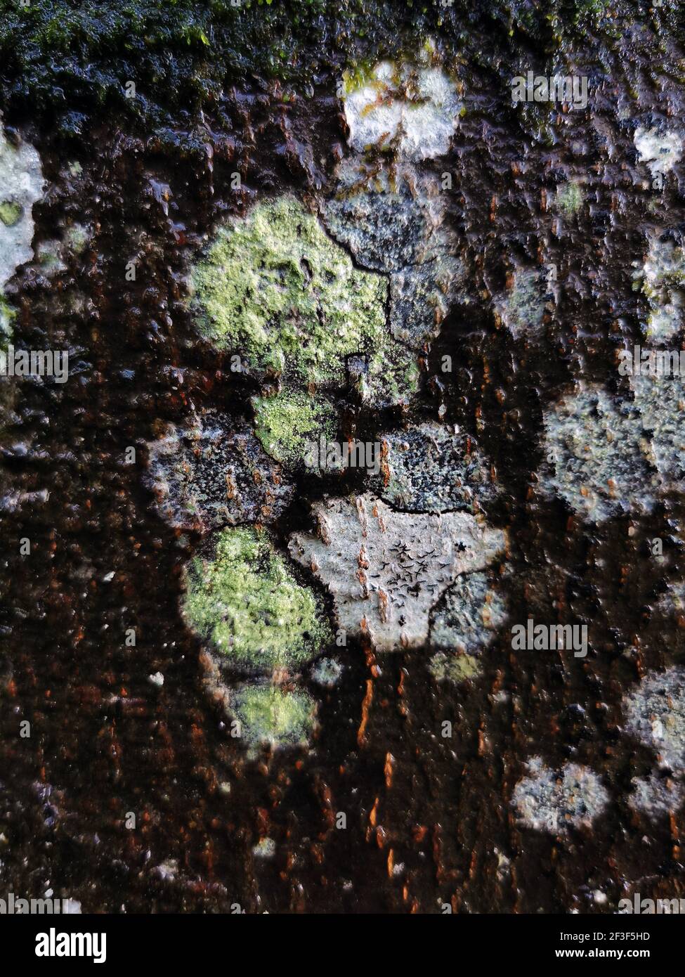 A seamless texture of a stone with rim lichens on the surface Stock ...
