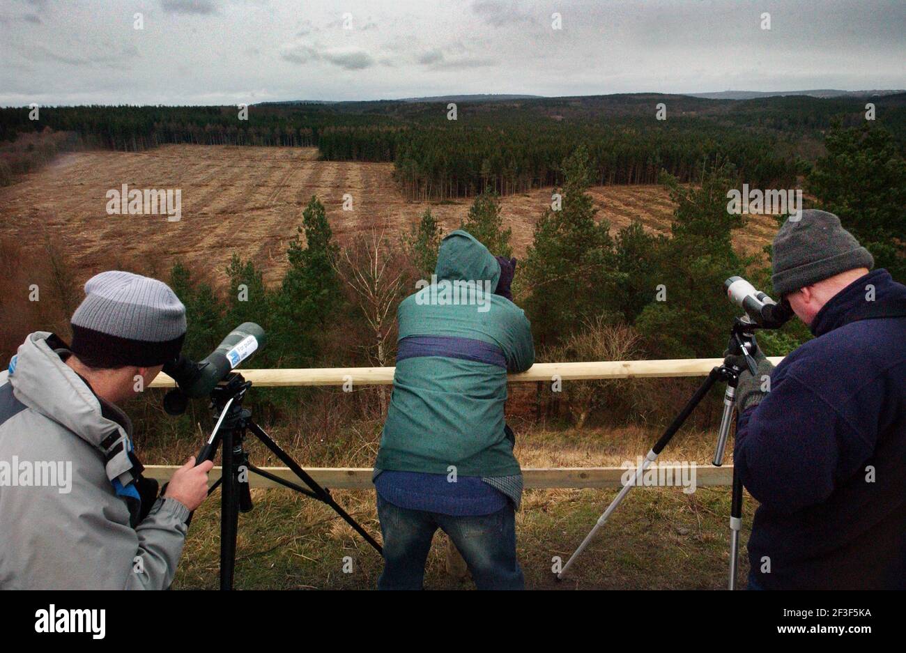 RSPB WARDENS AND THE PUBLIC SCANNING THE LANDSCAPE FOR GOSHAWKS FROM ...
