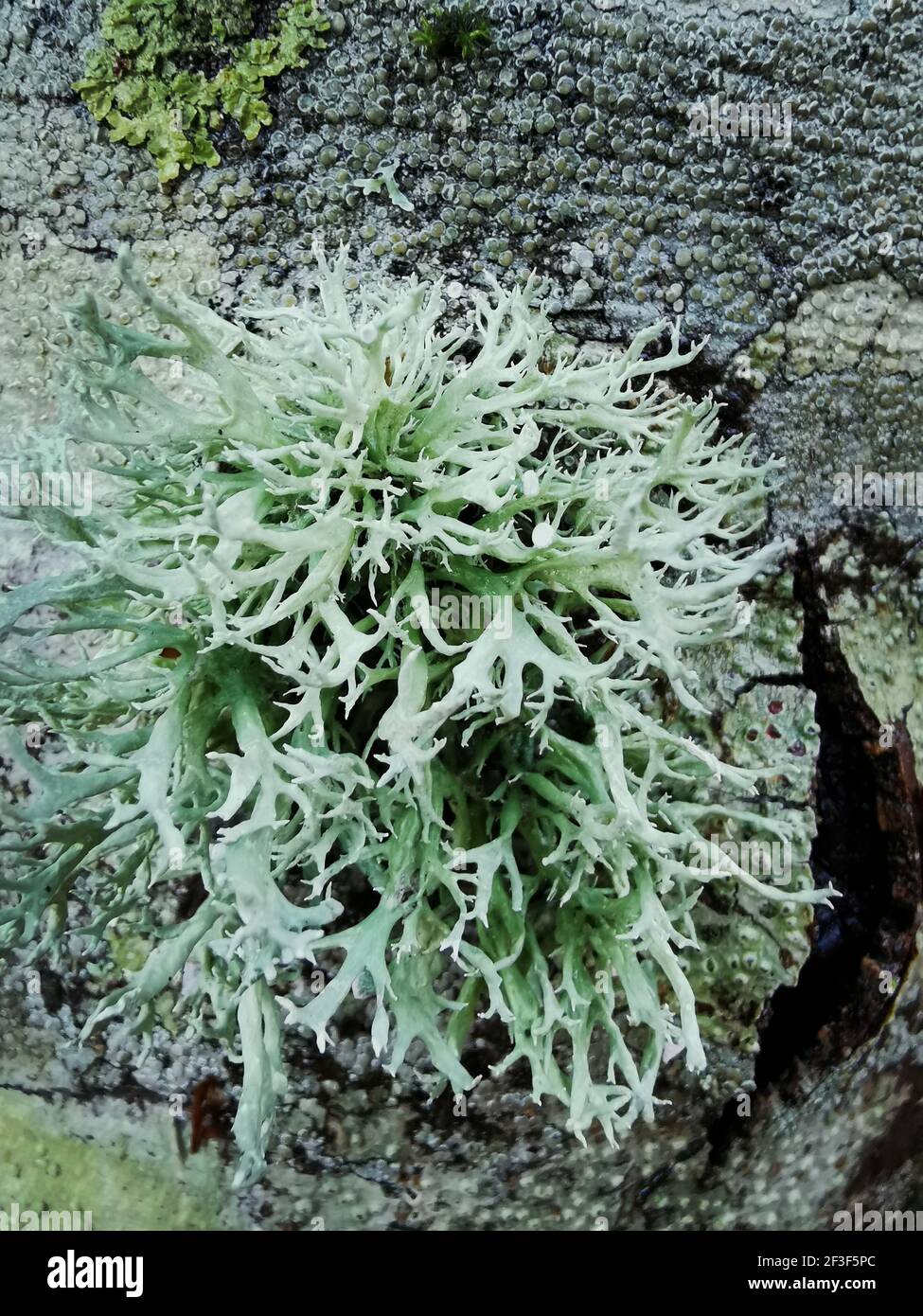 A closeup of Evernia prunastri lichens growing on the oak tree Stock ...