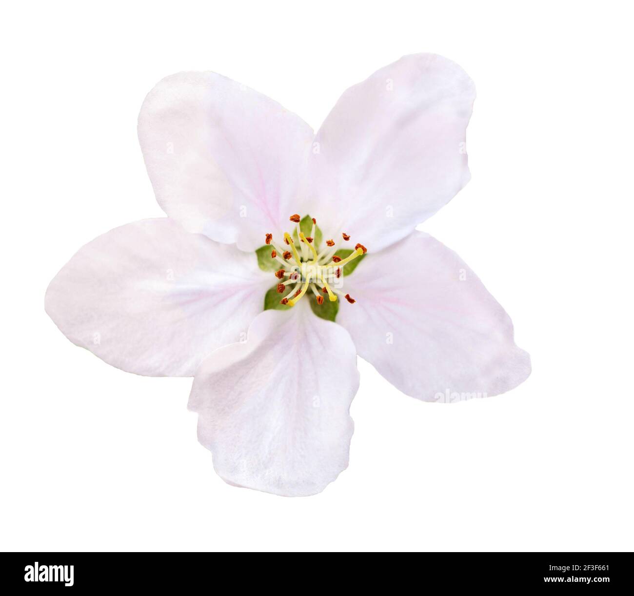 Fiower Cut Out Stock Images & Pictures - Alamy