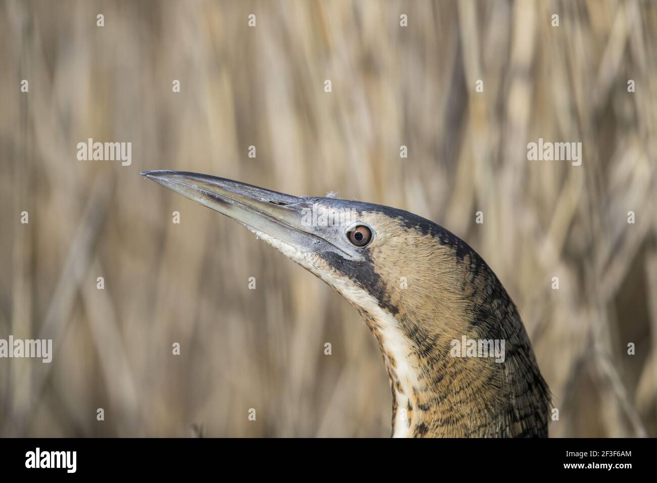 A closeup shot of a Botaurus stellaris bird on a blurred backgrou Stock ...