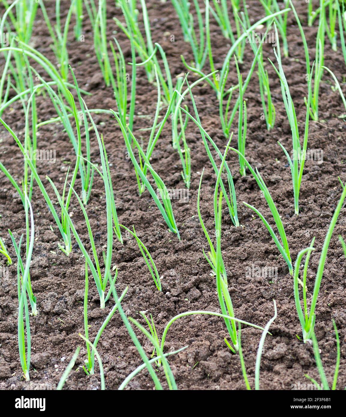 Green onions seedlings in the vegetable garden in spring time. Onion ...