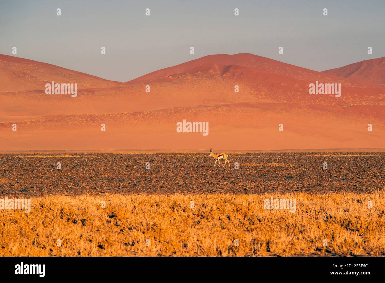morning landscape with springbok or Thomson's gazelle in desert in ...