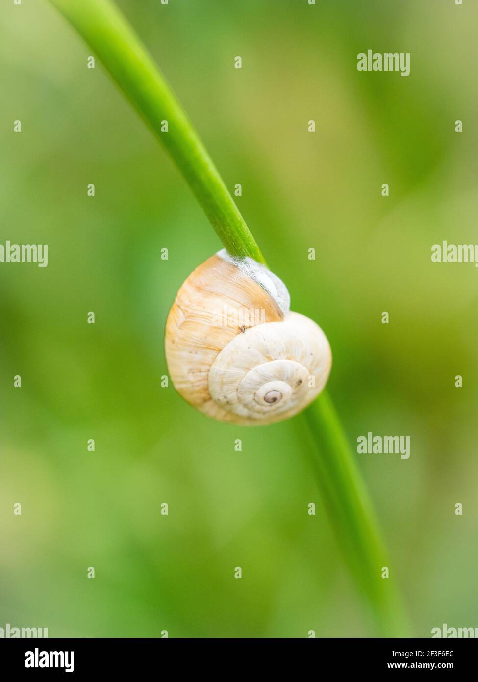 A vertical shot of a snail crawling up the stalk of a plant Stock Photo ...