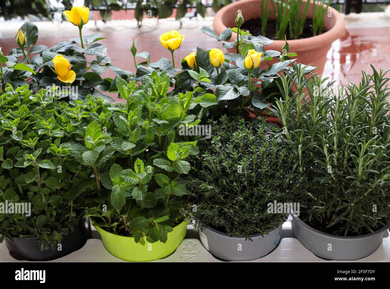 Sage green garden fence hi-res stock photography and images - Alamy