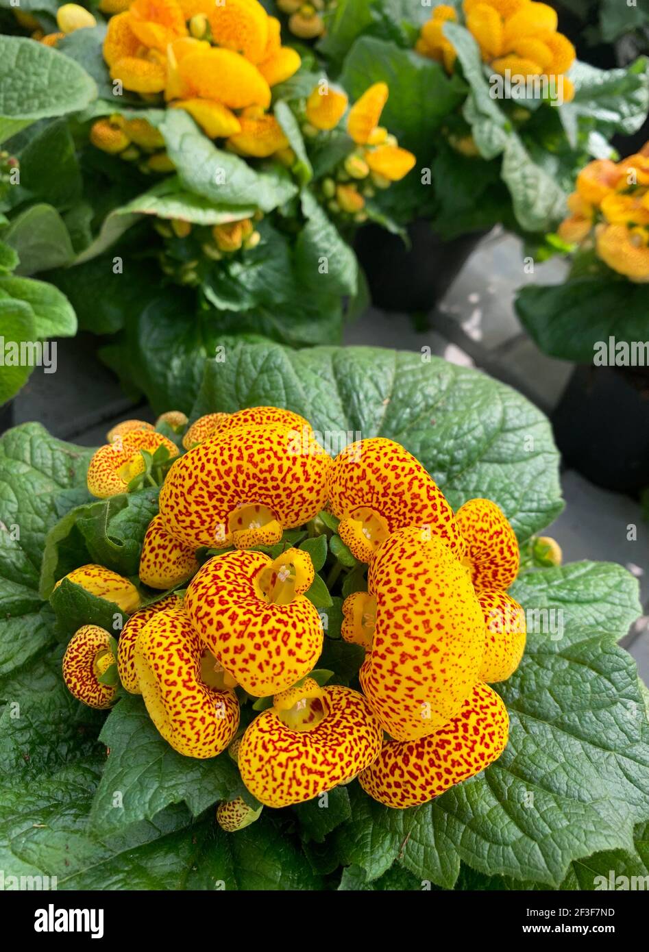 Pocketbook plant hi-res stock photography and images - Alamy