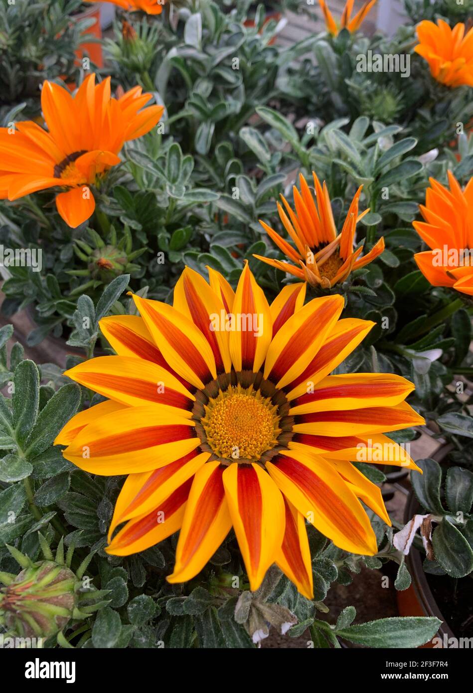 Ornamental treasure hi-res stock photography and images - Alamy