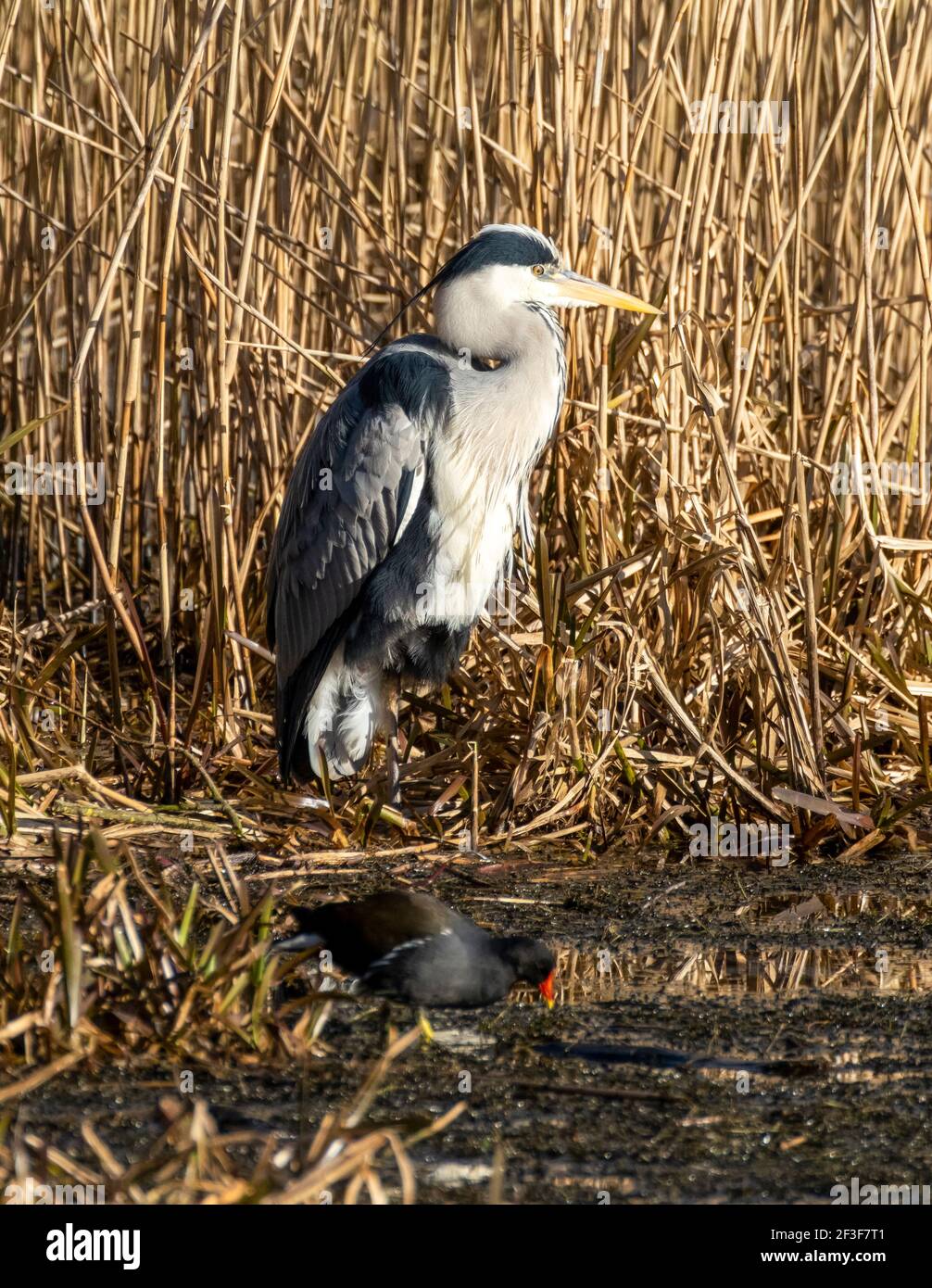 Moorhen and grey heron hi-res stock photography and images - Alamy