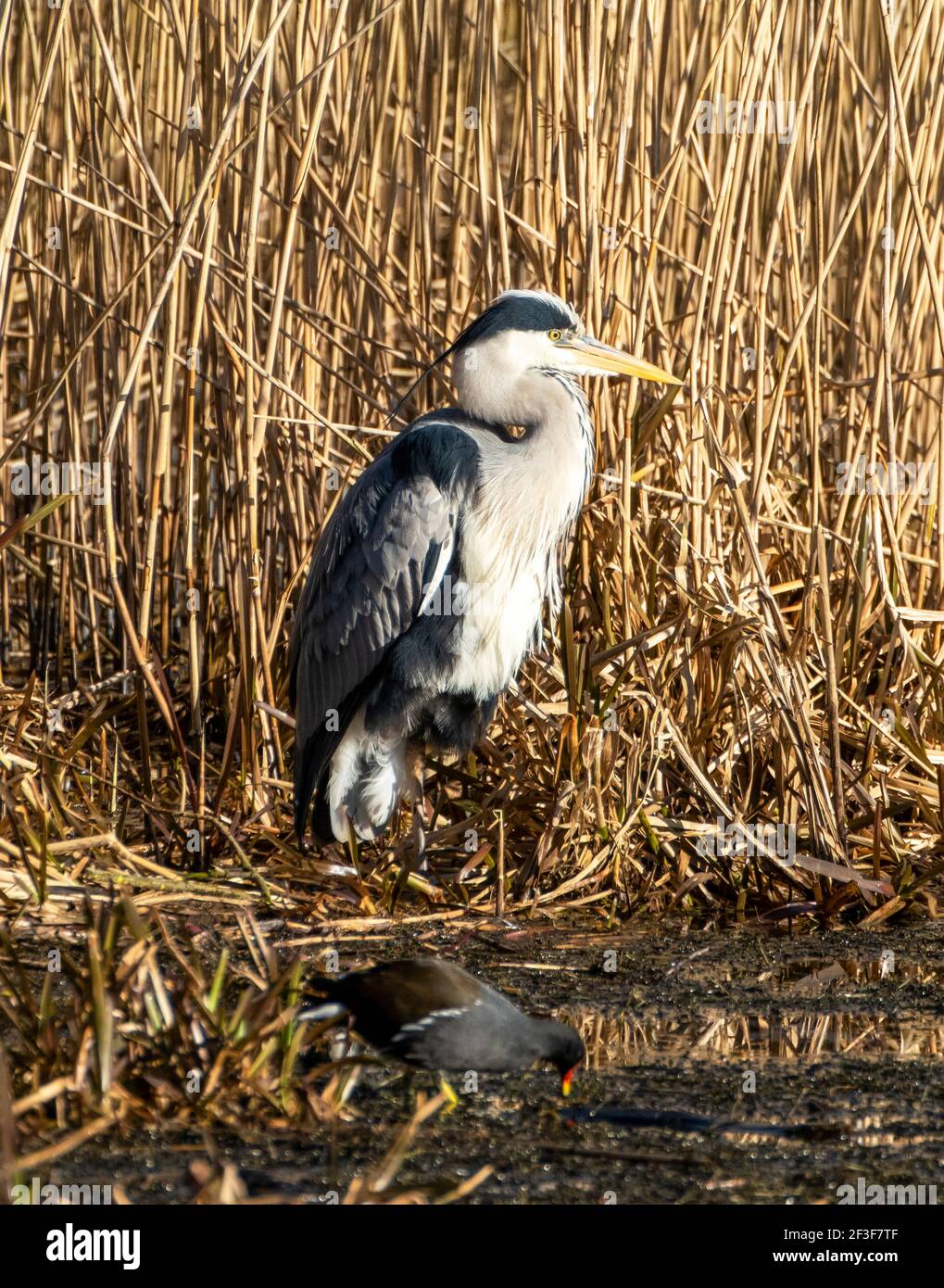 Grey heron uk hi-res stock photography and images - Alamy