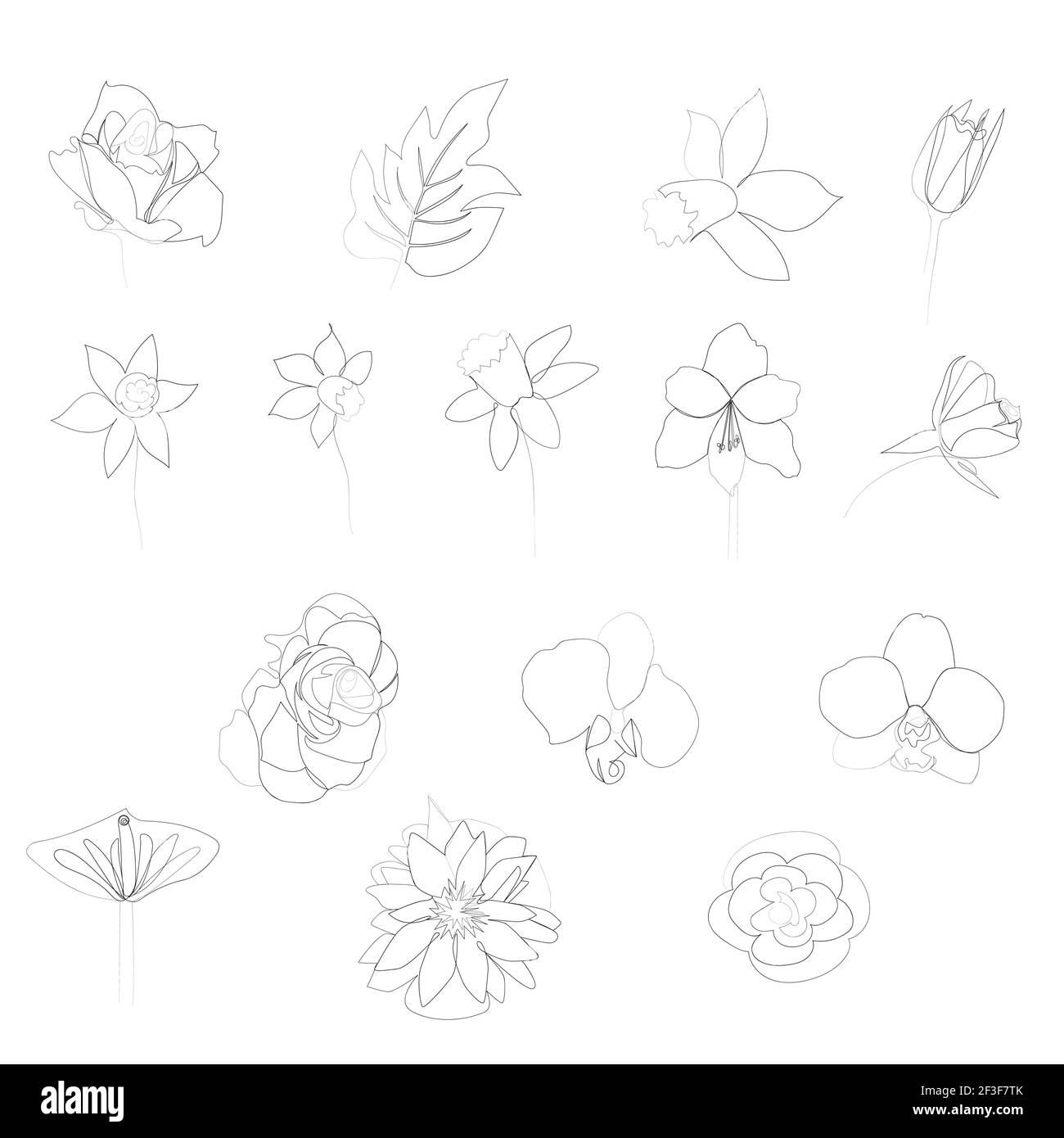 continuous line drawing of beautiful flower Calla, monstera leaf, rose ...