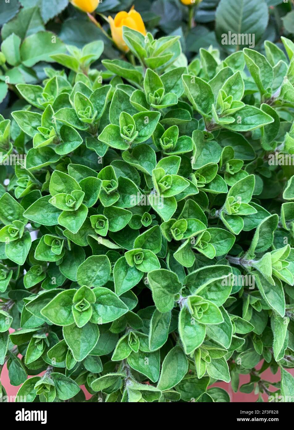 Planting oregano hi-res stock photography and images - Alamy