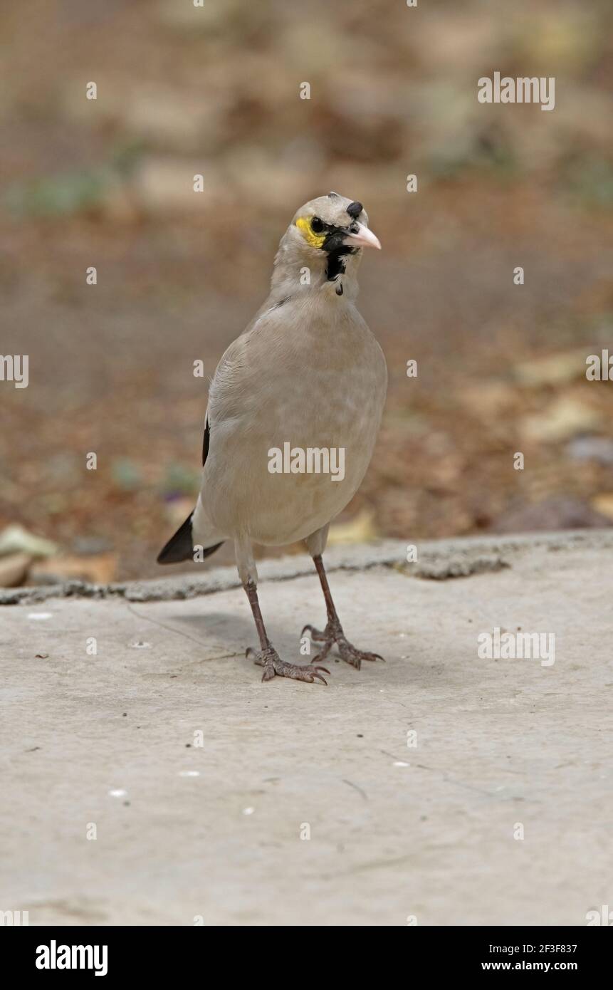 Wattled starling hi-res stock photography and images - Alamy