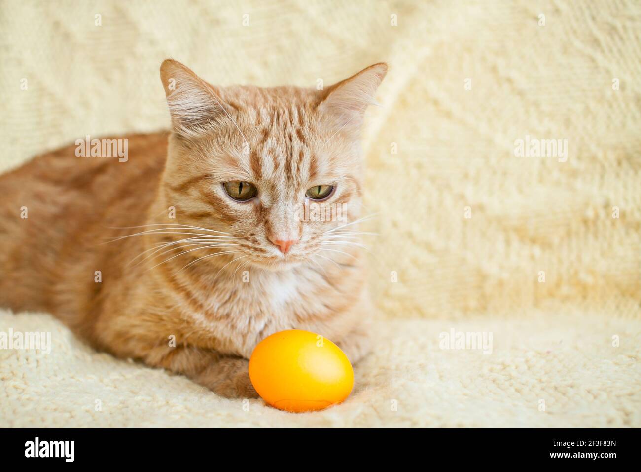 funny fat ginger cat holding orange painted eggs for easter Stock Photo ...