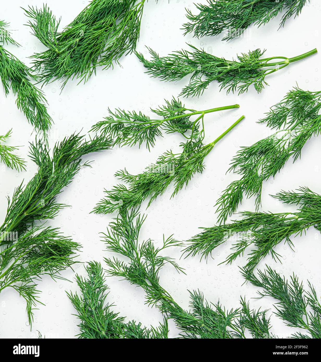 Culinary background with dill sprigs and water droplets on a white ...