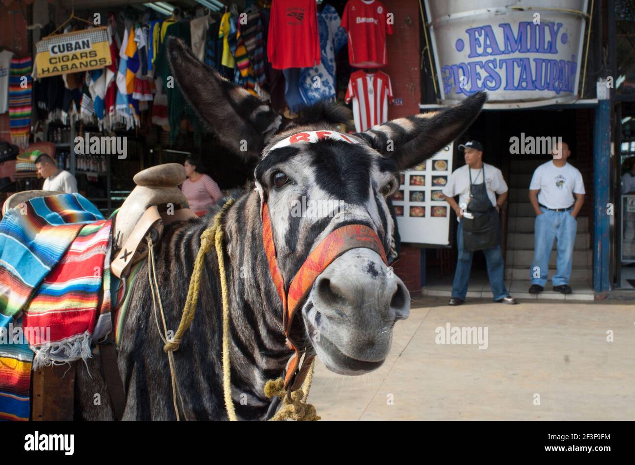 Painted donkey of a Photographic set Stock Photo - Alamy