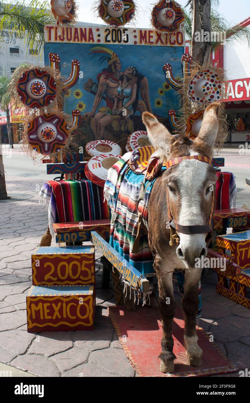 Los burros pintados de cebra de Tijuana con una carreta pletorica de ...