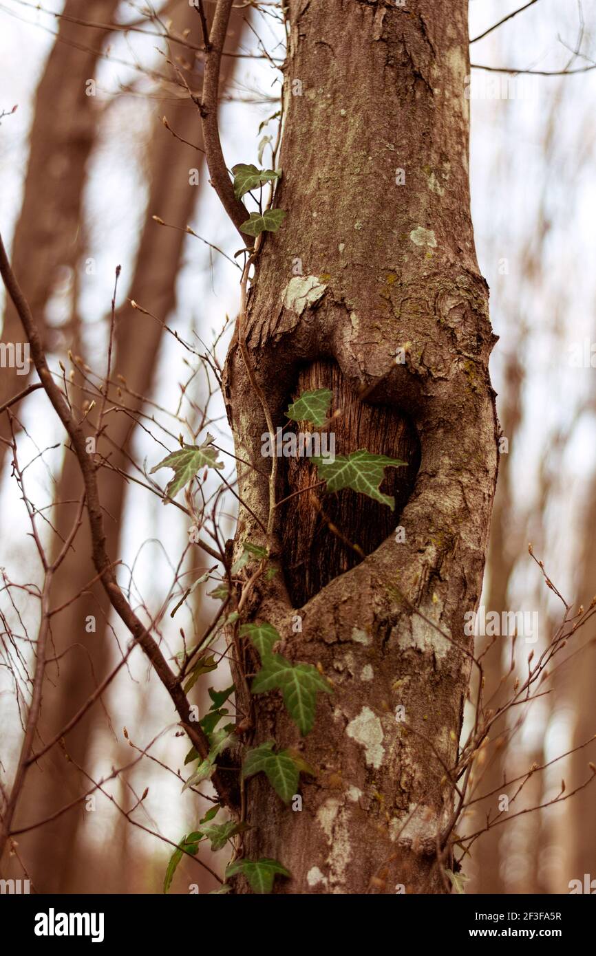 Foreign forest hi-res stock photography and images - Alamy