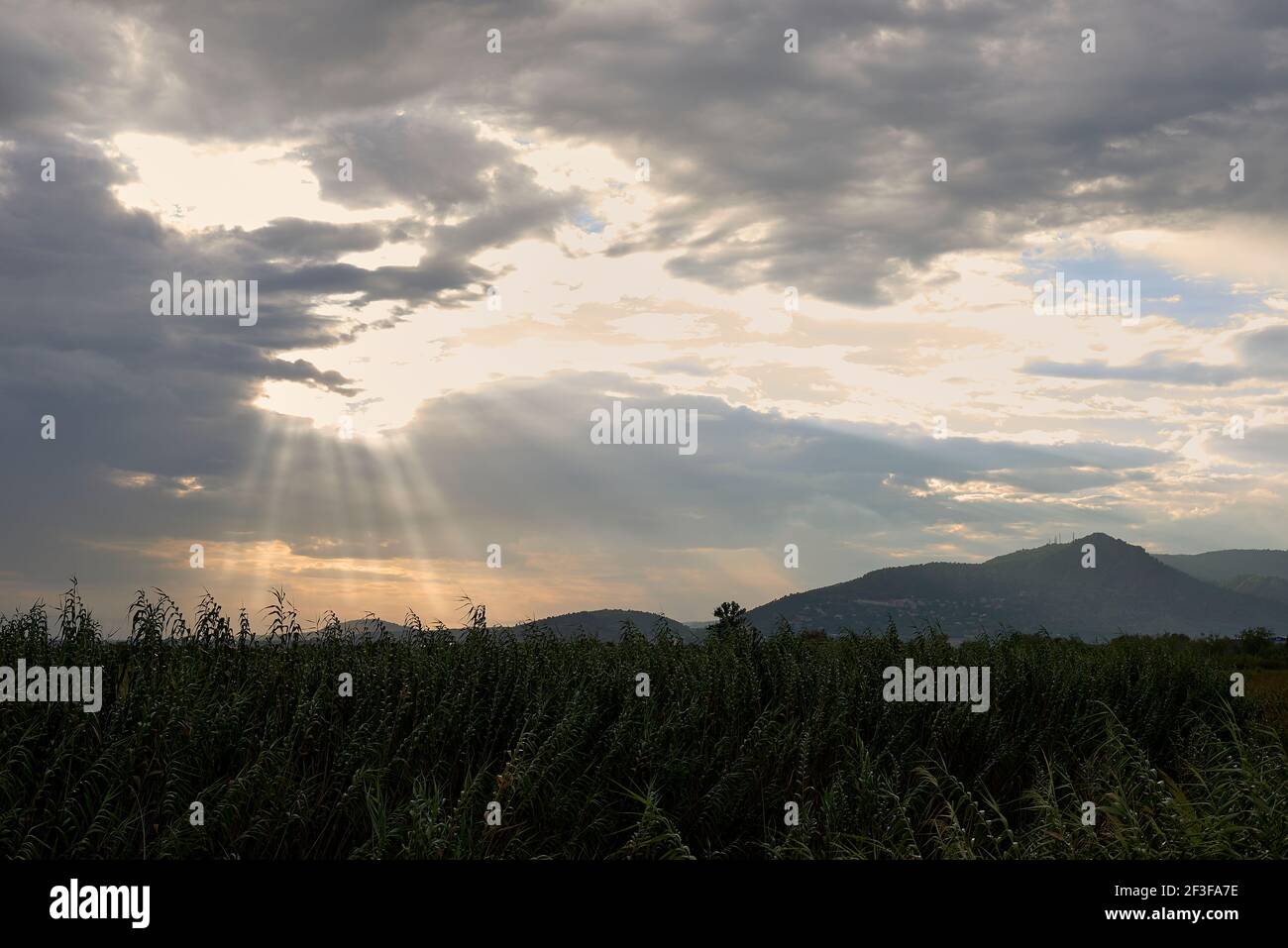 Fingers through grass hi-res stock photography and images - Alamy