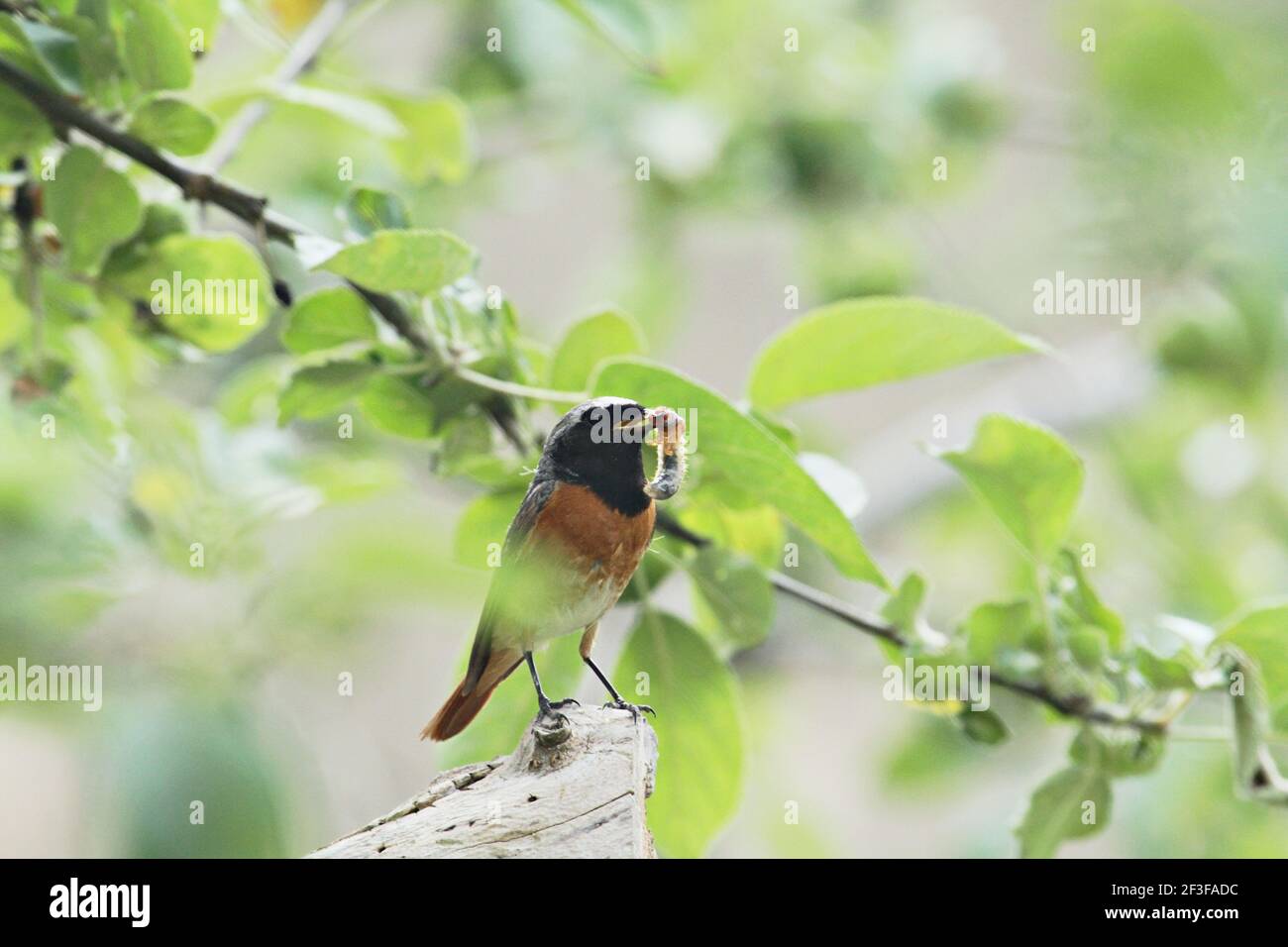Fat robin hi-res stock photography and images - Alamy
