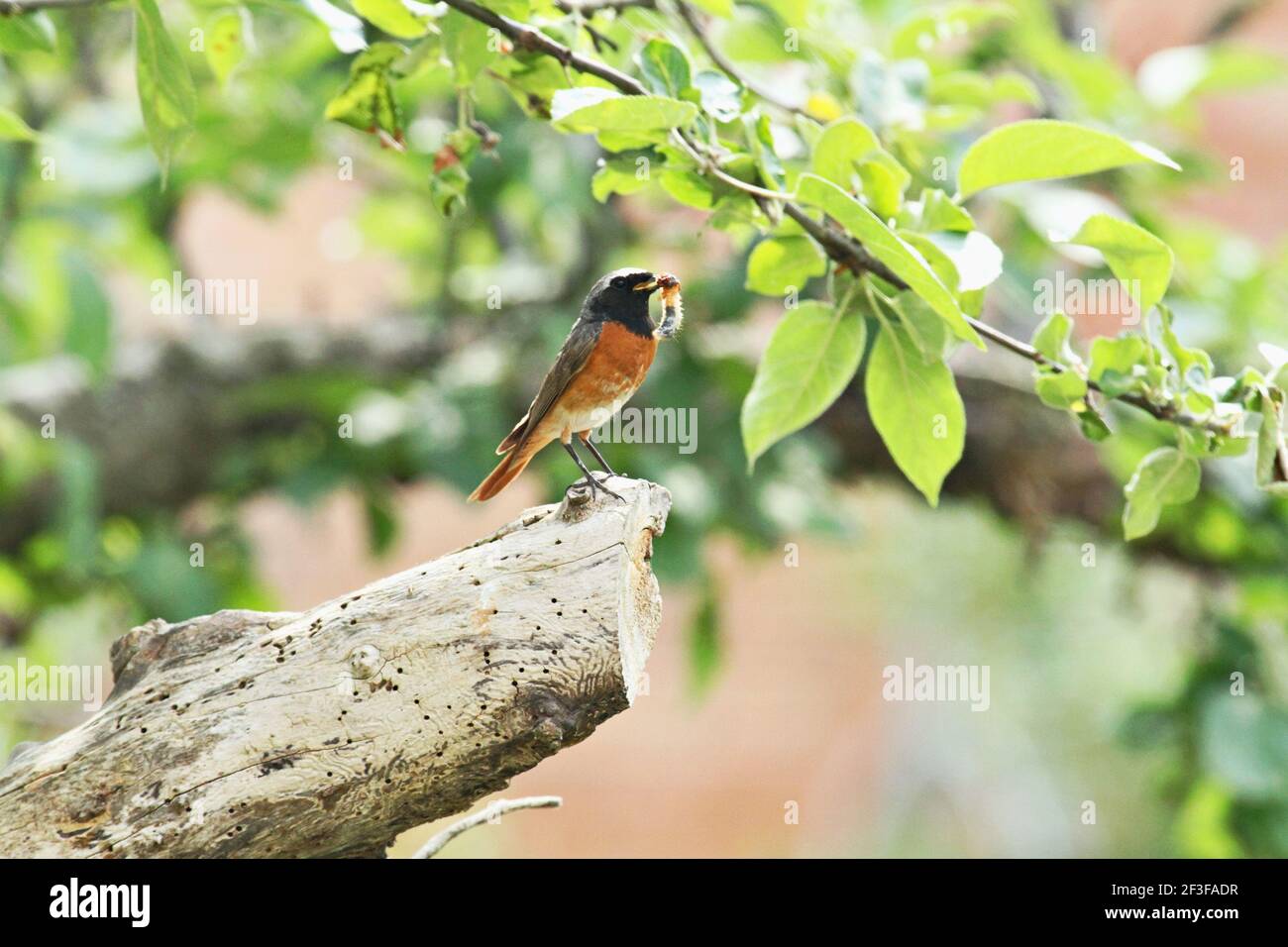 Fat robin hi-res stock photography and images - Alamy