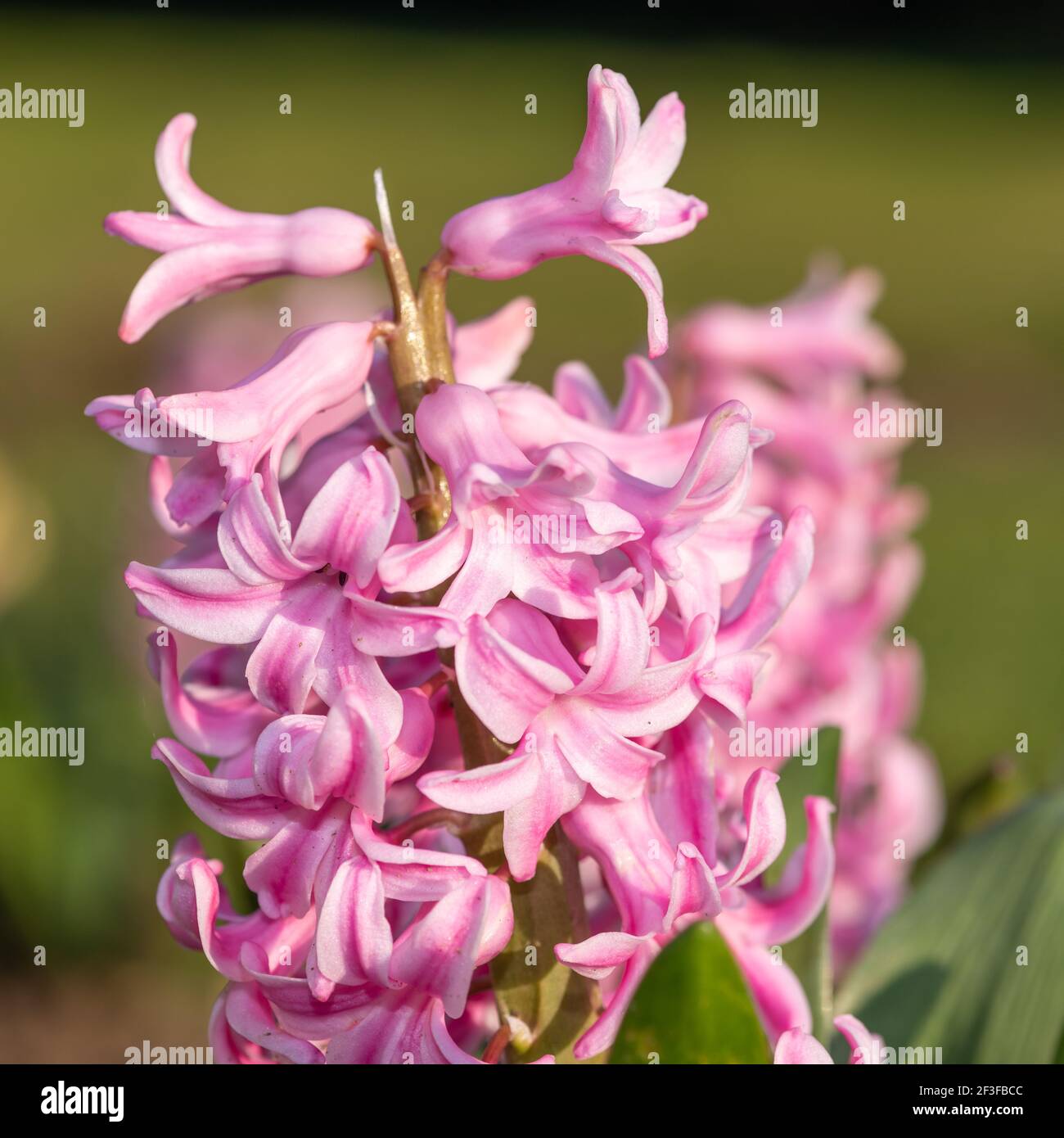 Close up of a pink hyacinth (hyacinthus orientalis) flower in bloom ...