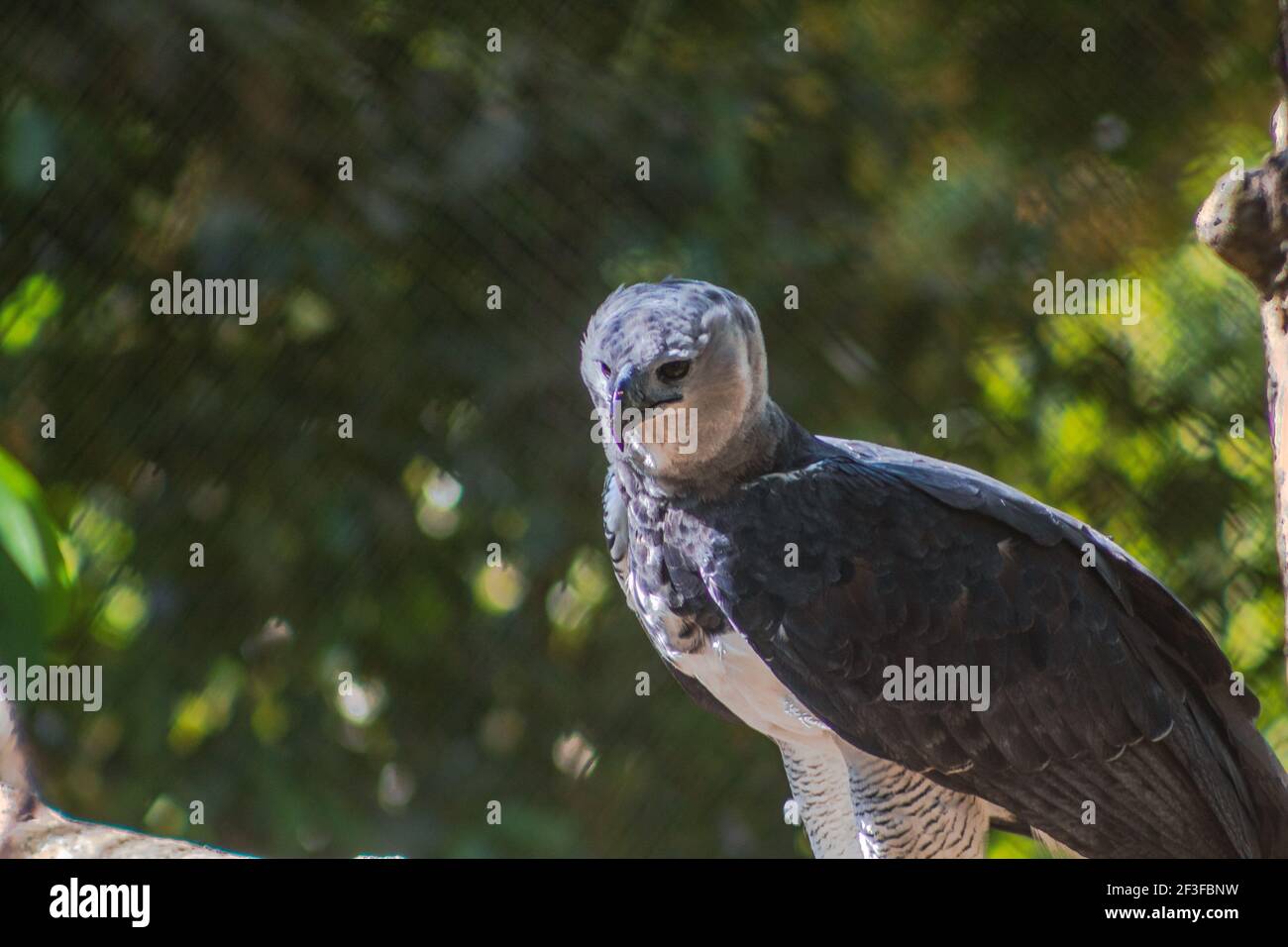A portrait of a Harpy Eagle in a natural environment Stock Photo - Alamy