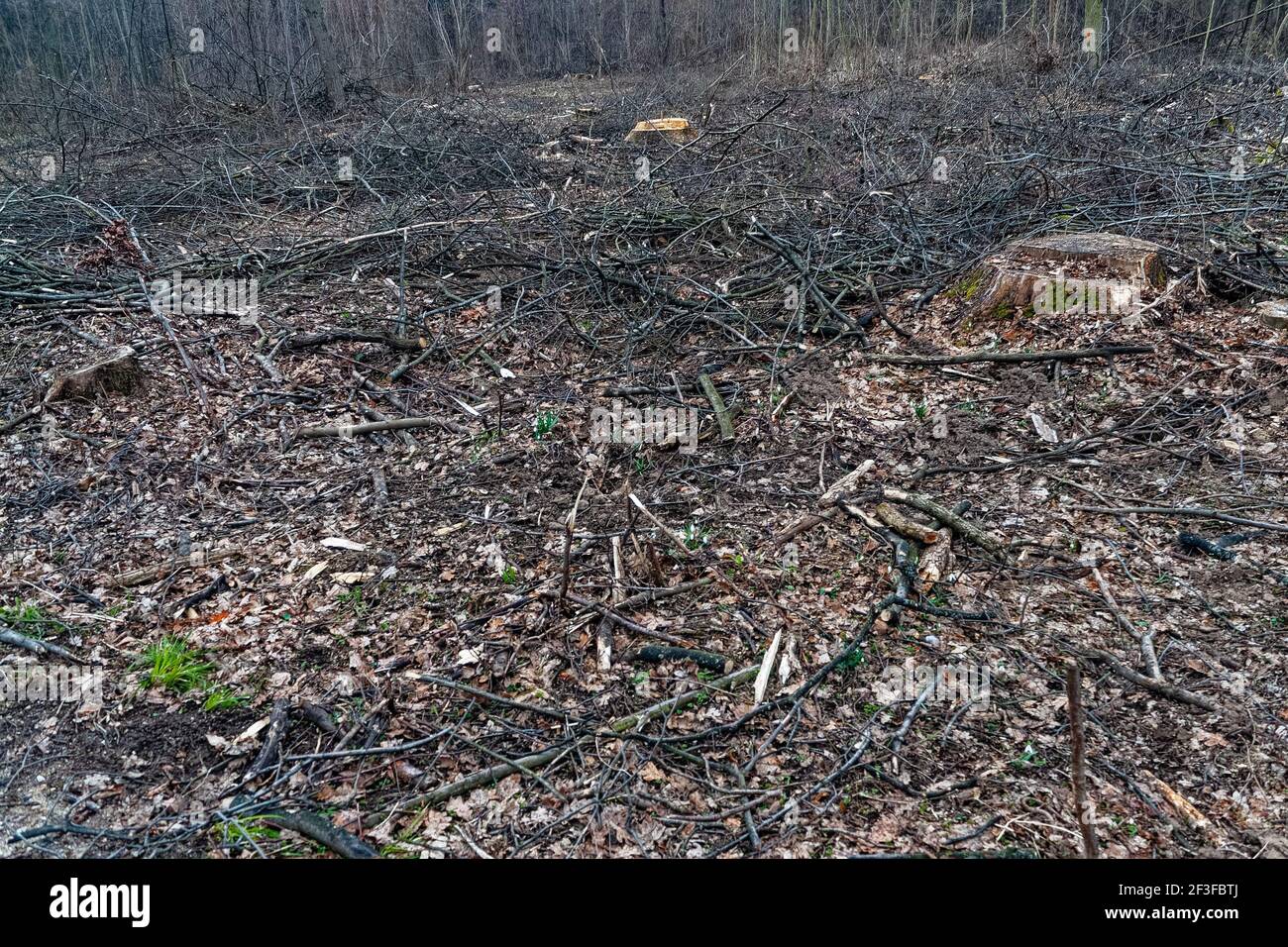 Habitat Destruction High Resolution Stock Photography and Images - Alamy