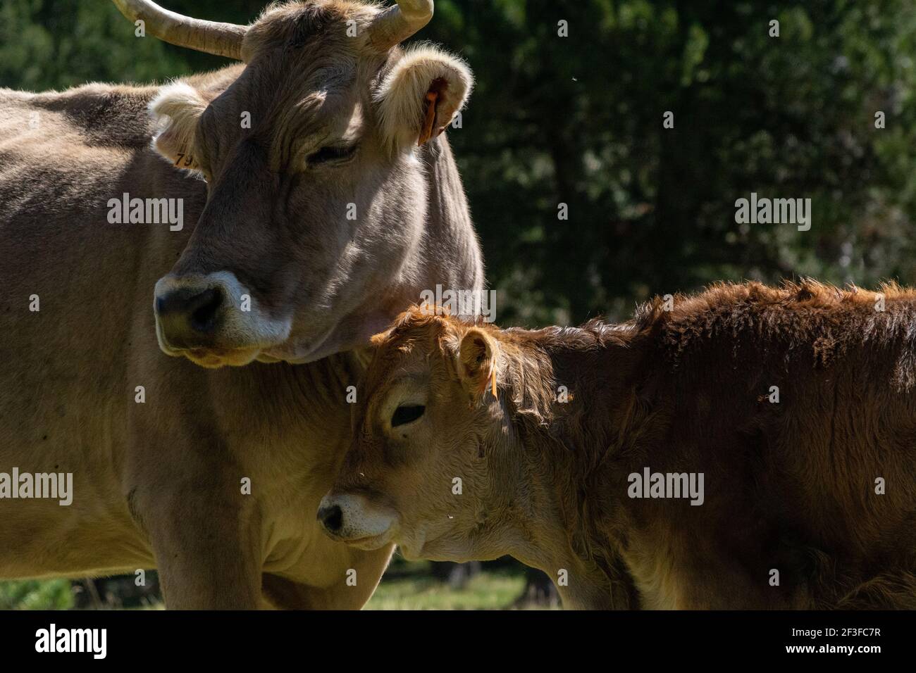 Mother cow with calf, livestock and cattle animal themes. Domestic ...