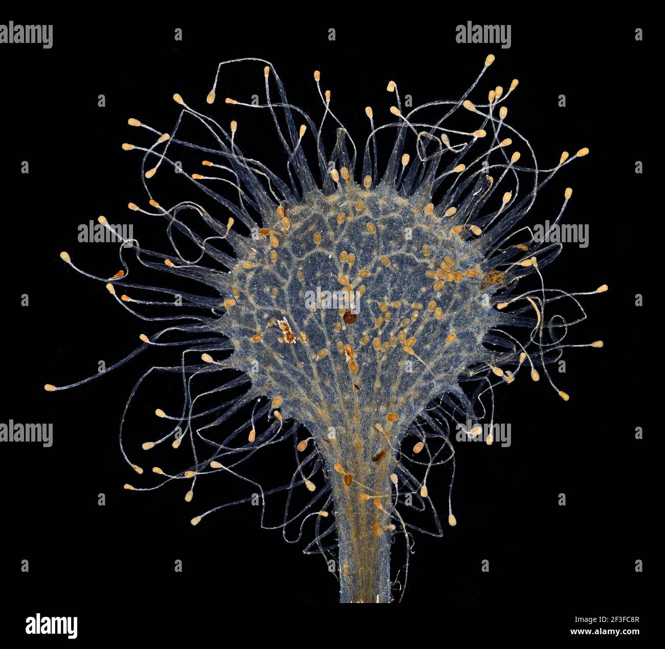 Sundew plant drosera sp hi-res stock photography and images - Alamy