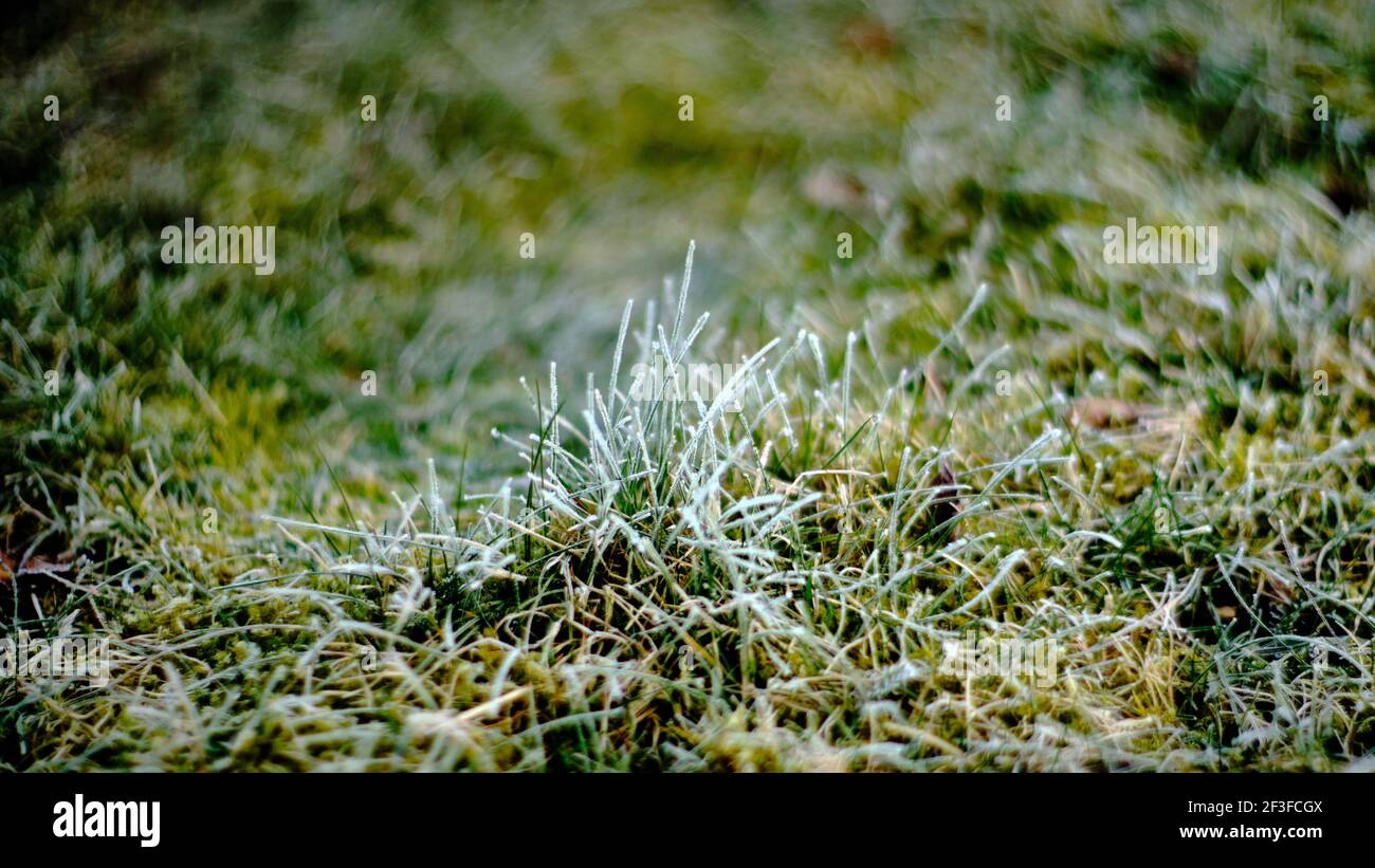 Brunswick, Germany. 03rd Mar, 2021. A tuft of grass rises from a lawn ...