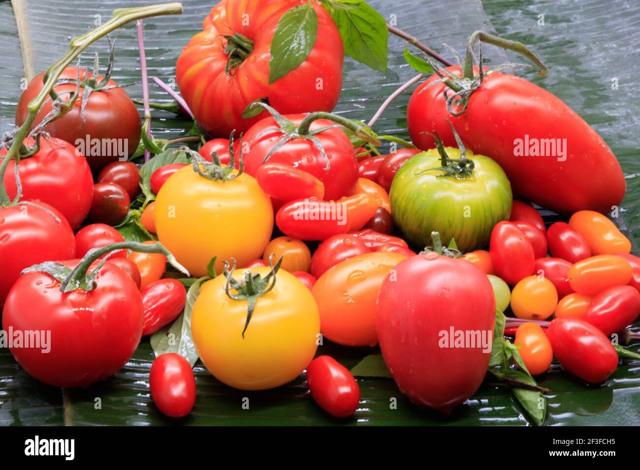Different colours of tomato hi-res stock photography and images - Alamy