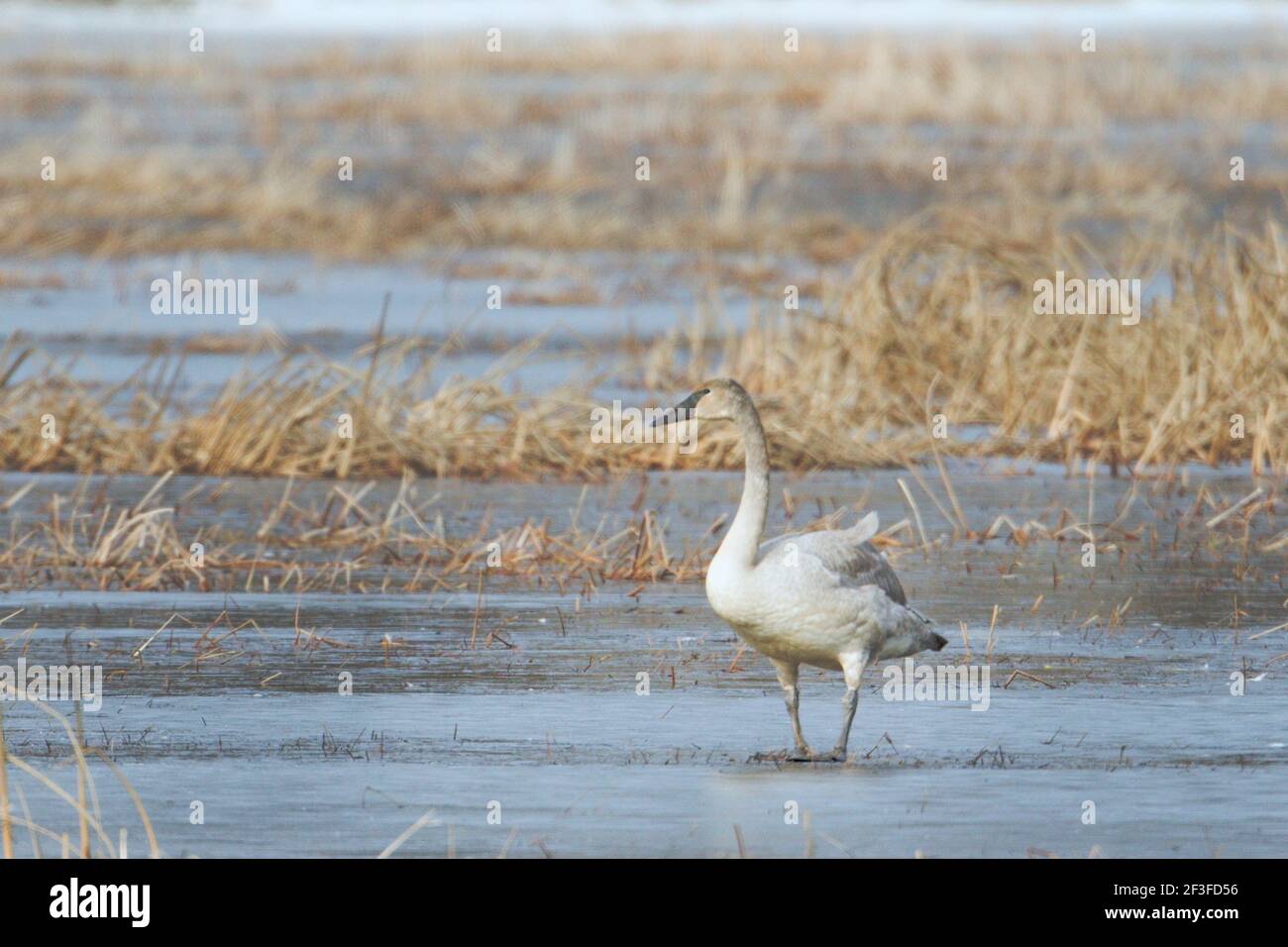 Wings hauser hi-res stock photography and images - Alamy