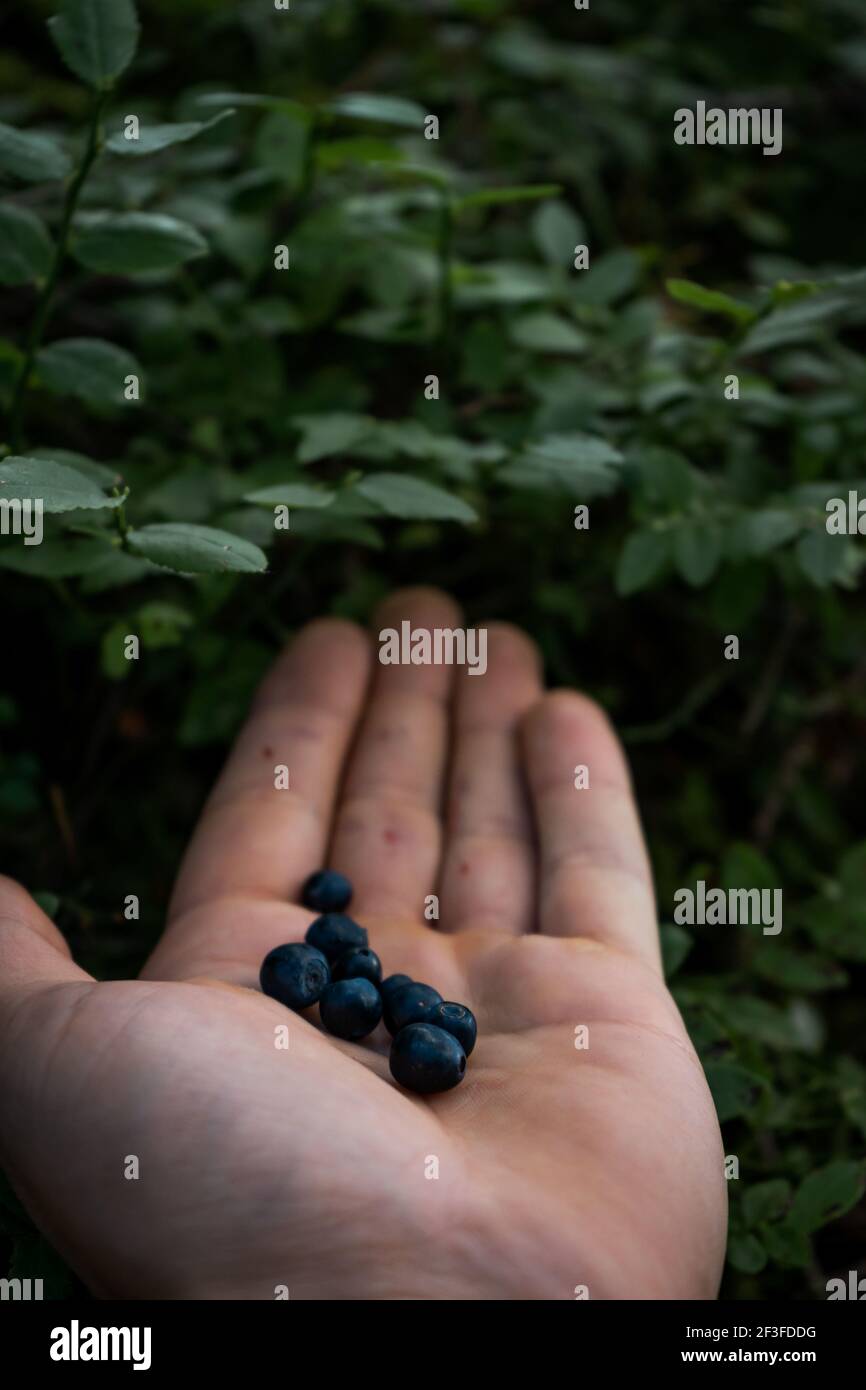 A vertical shot of blueberries in a hand Stock Photo - Alamy