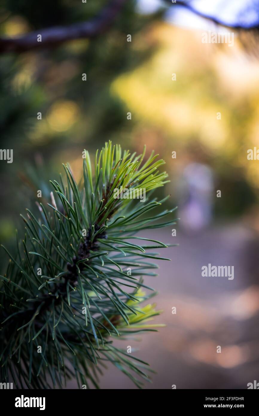 Vertical shot branches pine hi-res stock photography and images - Alamy