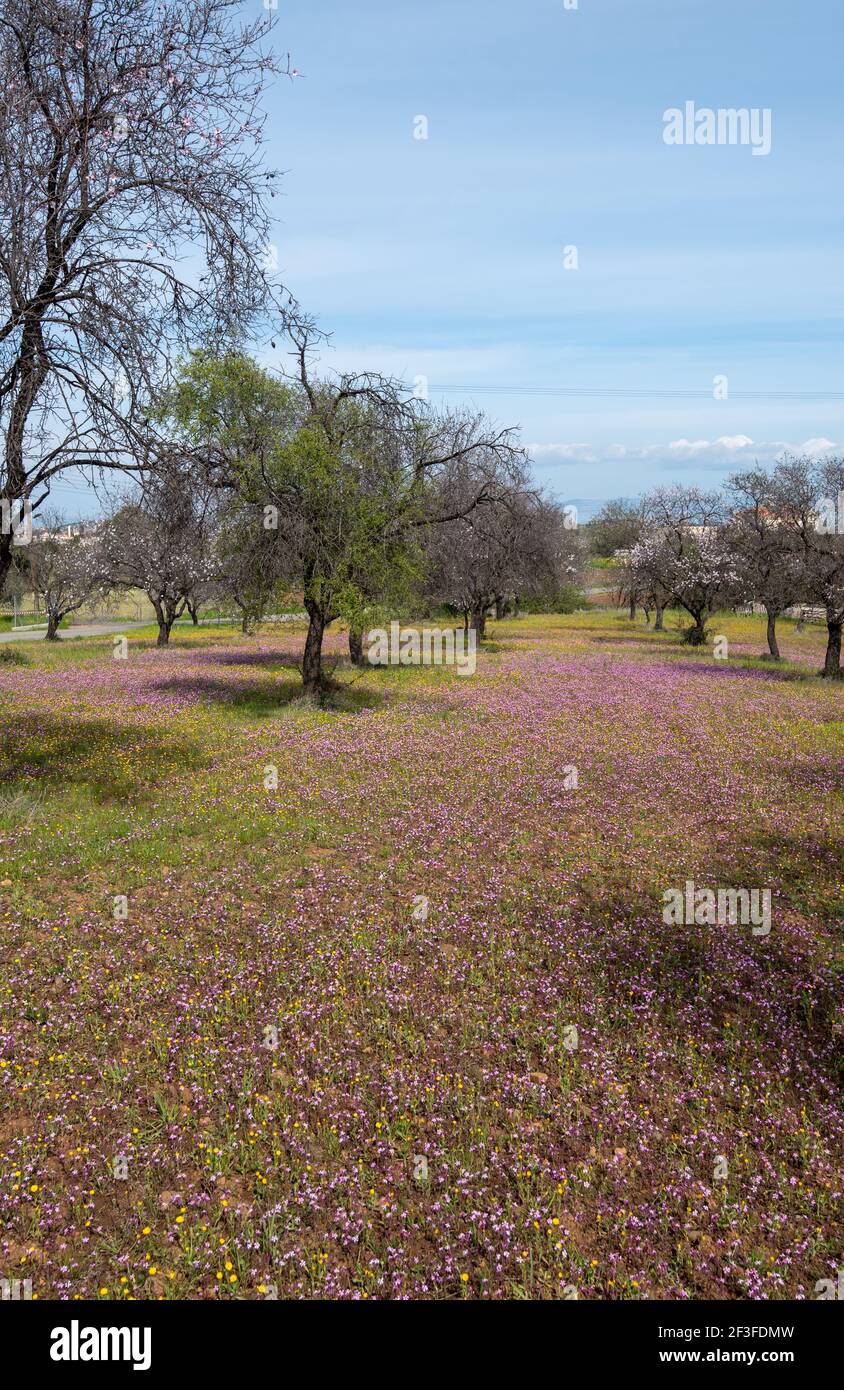 Vail bloom hi-res stock photography and images - Alamy